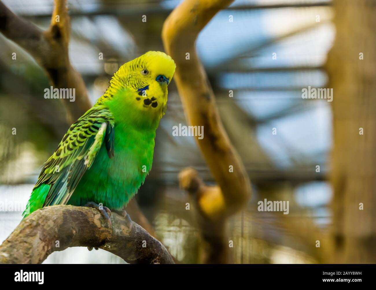 Yellow budgie budgerigar birds in hi-res stock photography and images ...