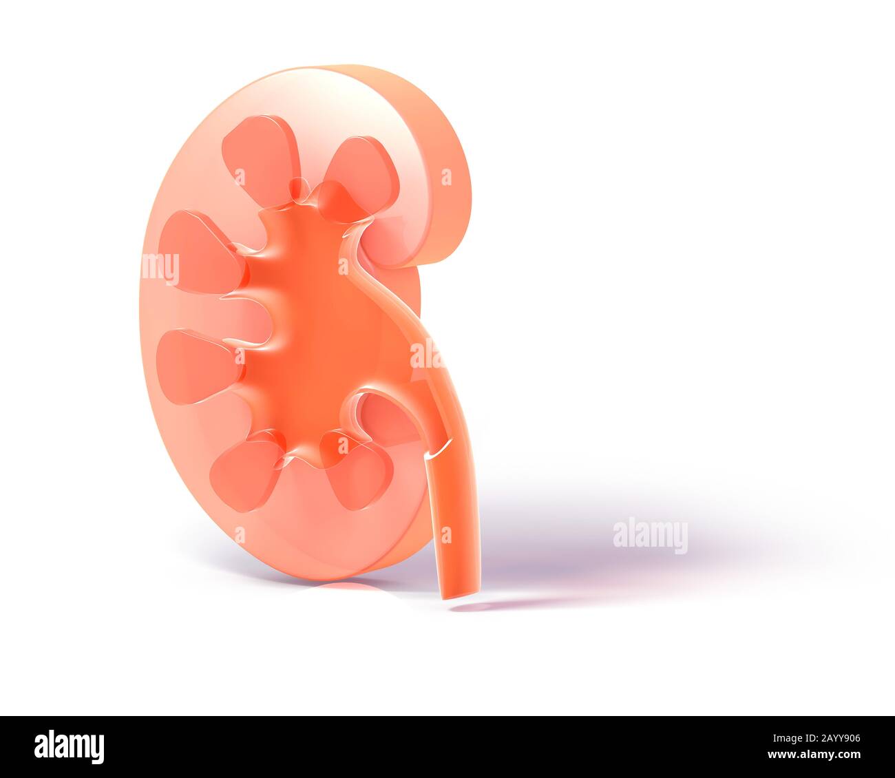 3D illustration of semi-transparent glass kidney. Showing the internal ...