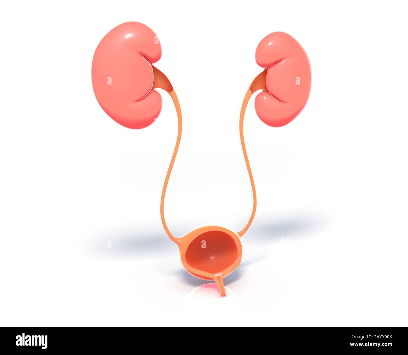3D illustration of the human urinary system. Graphic representation ...