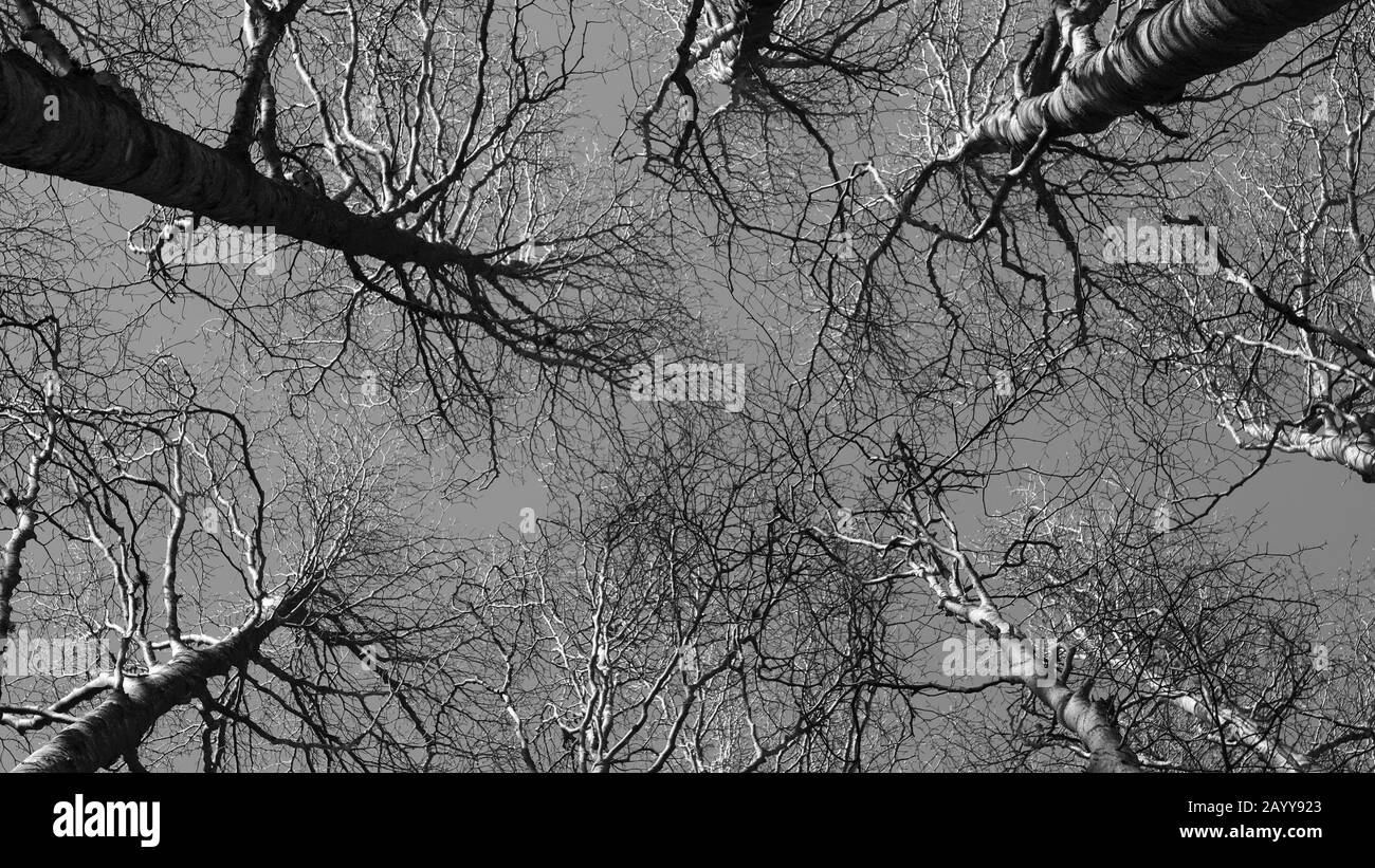 Network connections node Black and White Stock Photos & Images - Alamy