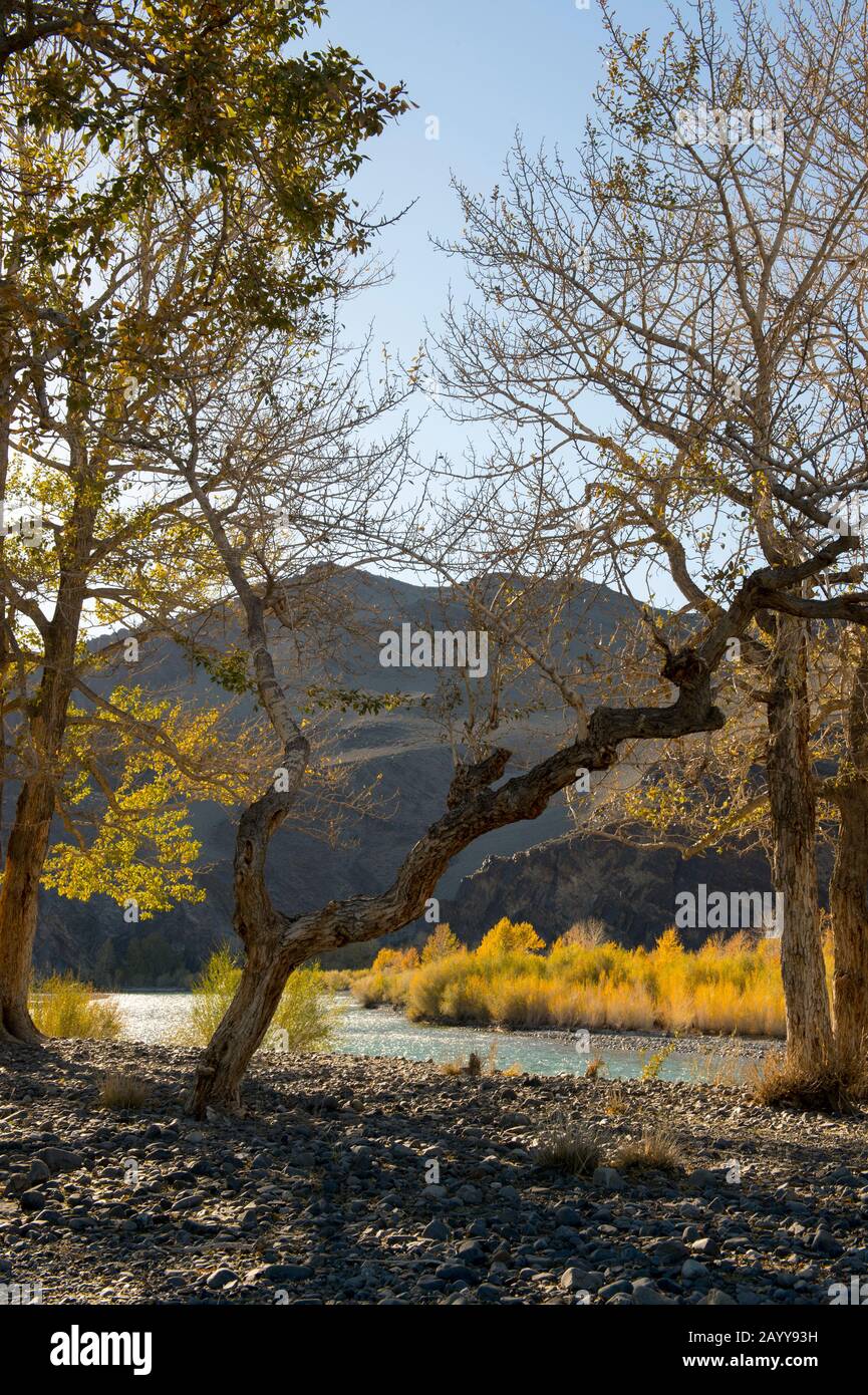 Backlit Aspen trees in fall colors at the Hovd River near the city of ...