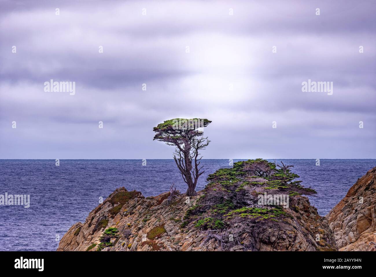 Point lobos state park diving hi-res stock photography and images - Alamy
