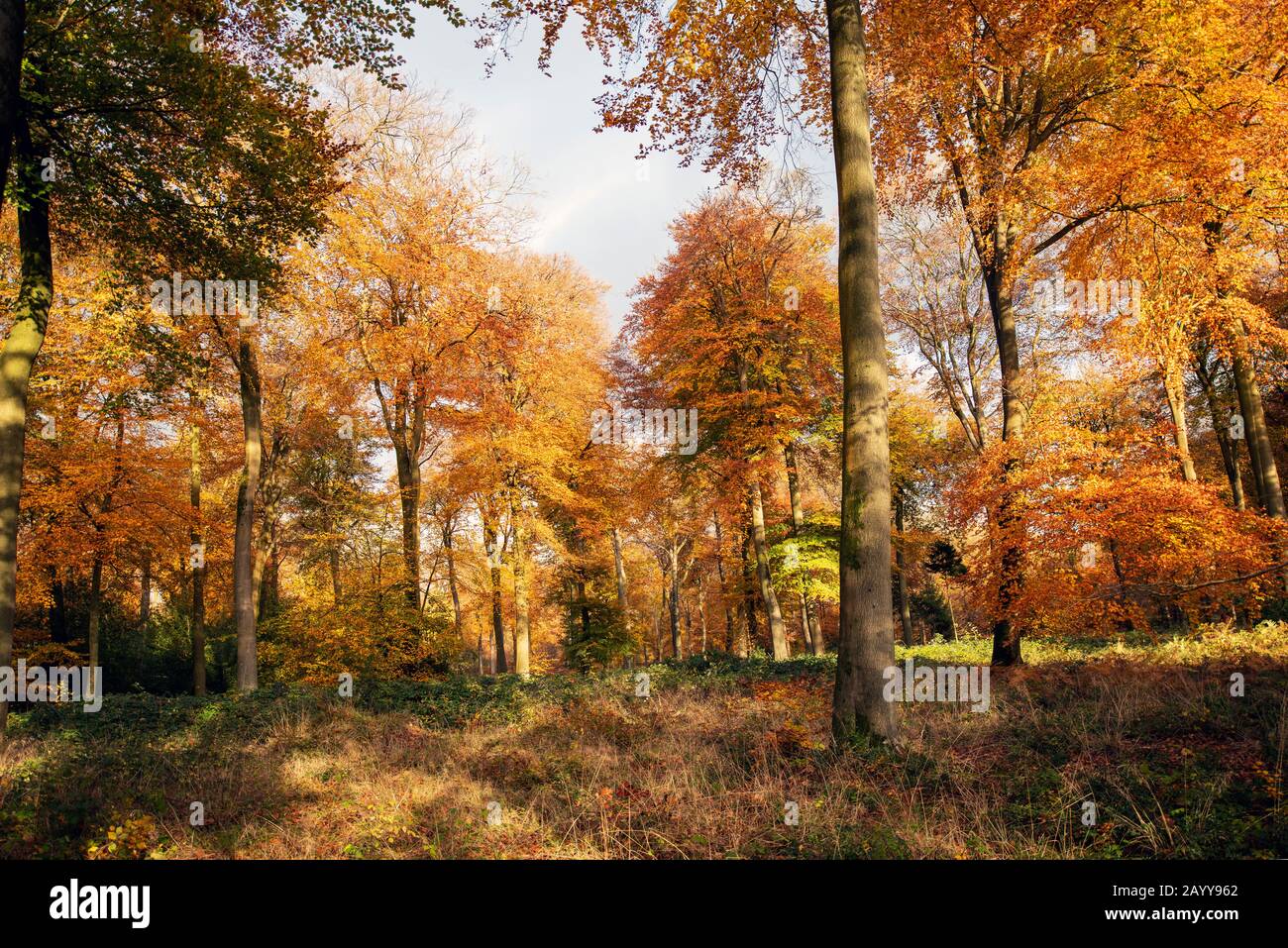 Autumn forest colour hi-res stock photography and images - Alamy
