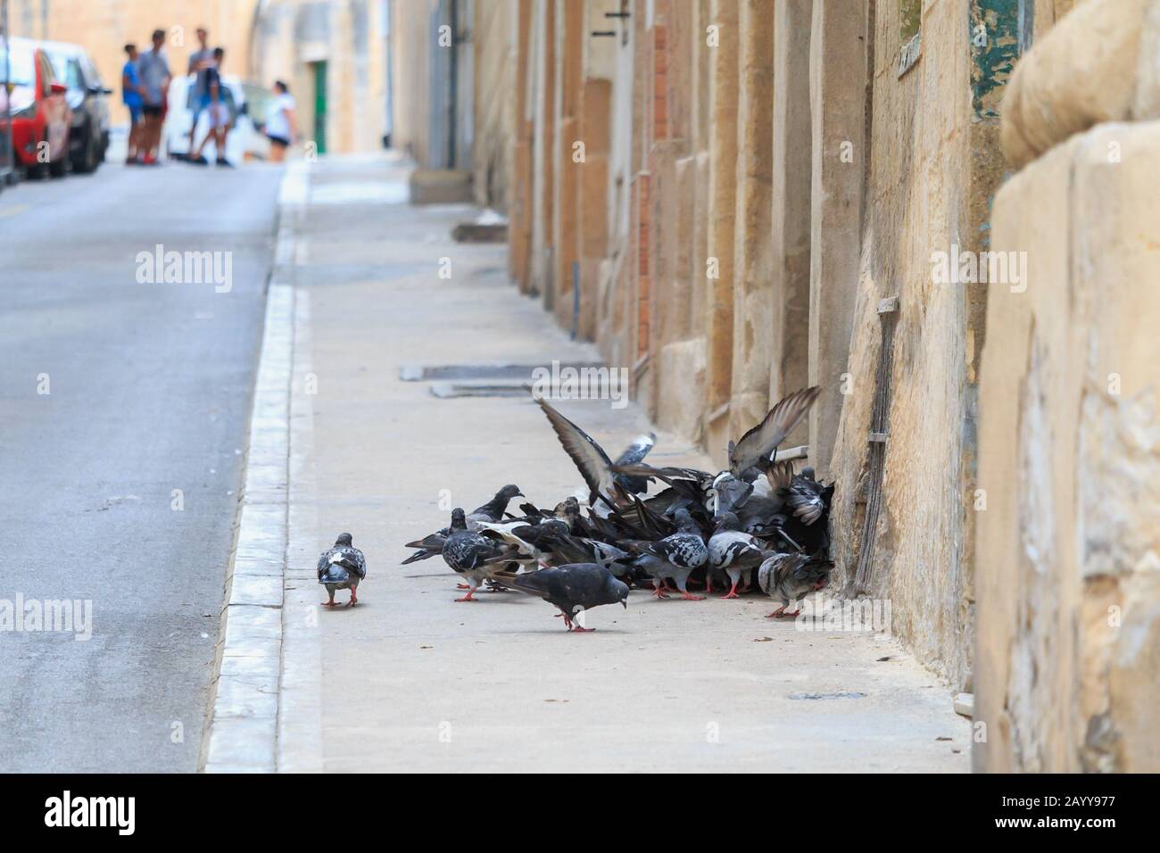 Pigeons Eat Trash High Resolution Stock Photography and Images - Alamy