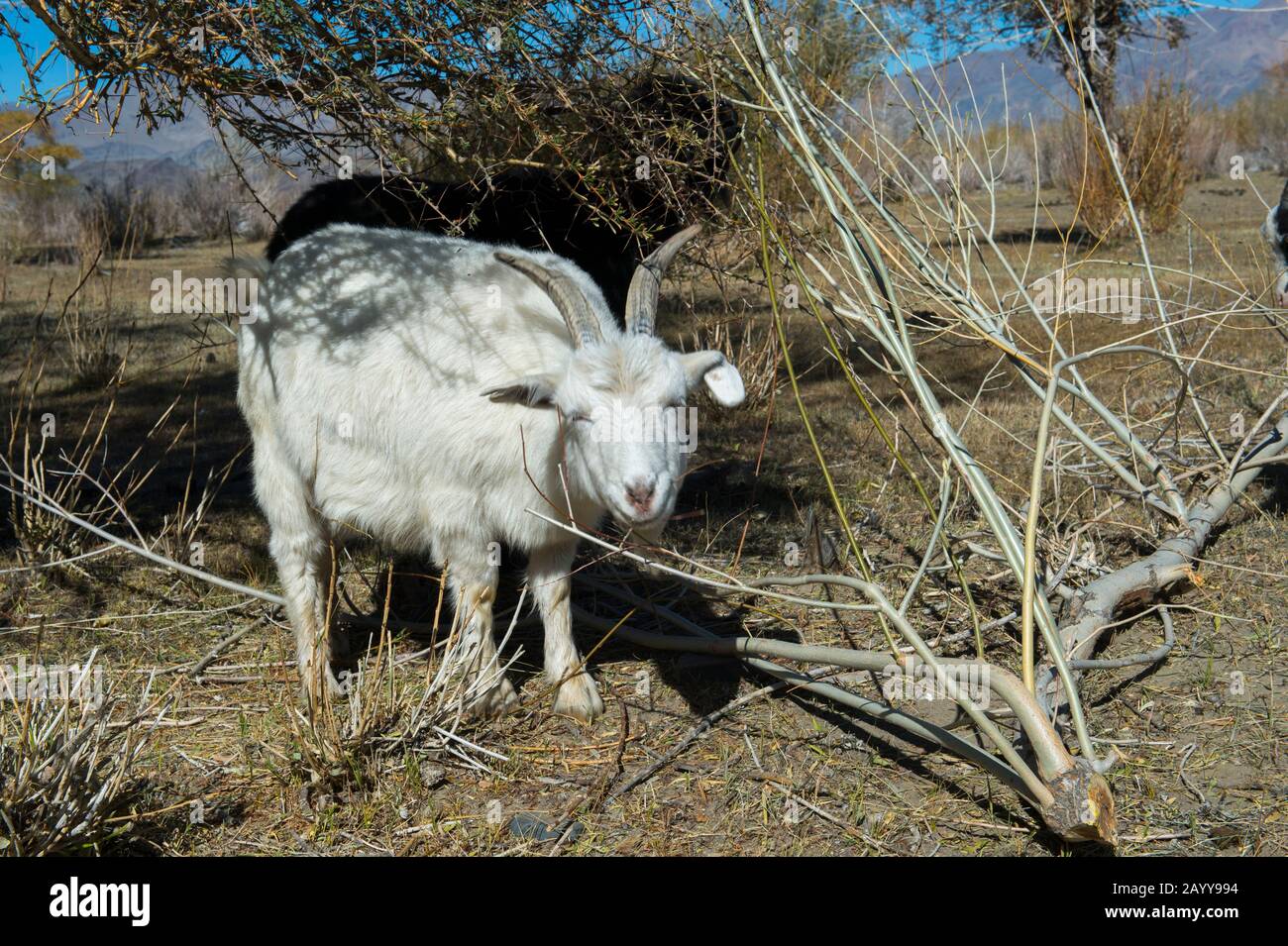 Browsing goat hi-res stock photography and images - Alamy