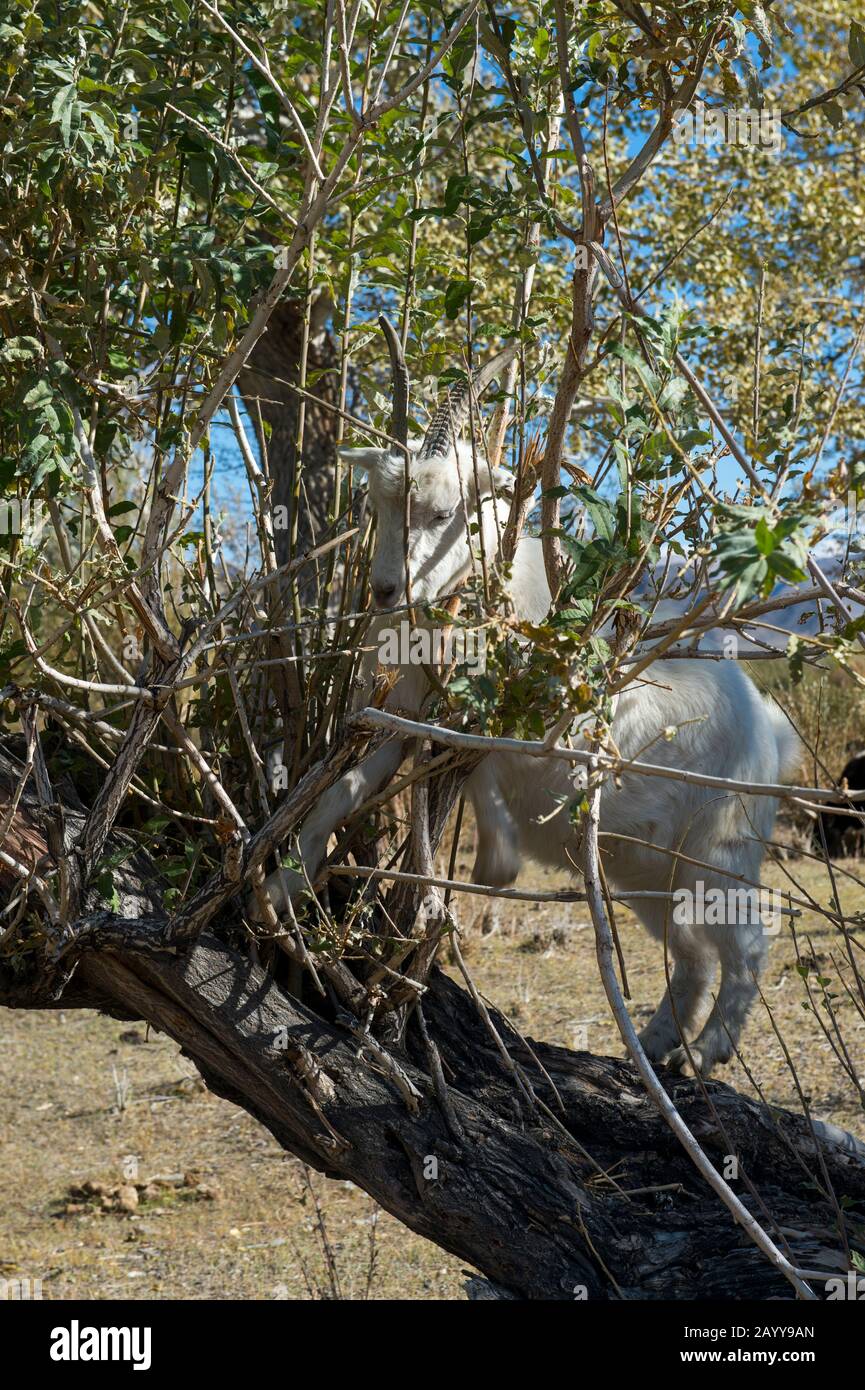 Browsing goat hi-res stock photography and images - Alamy
