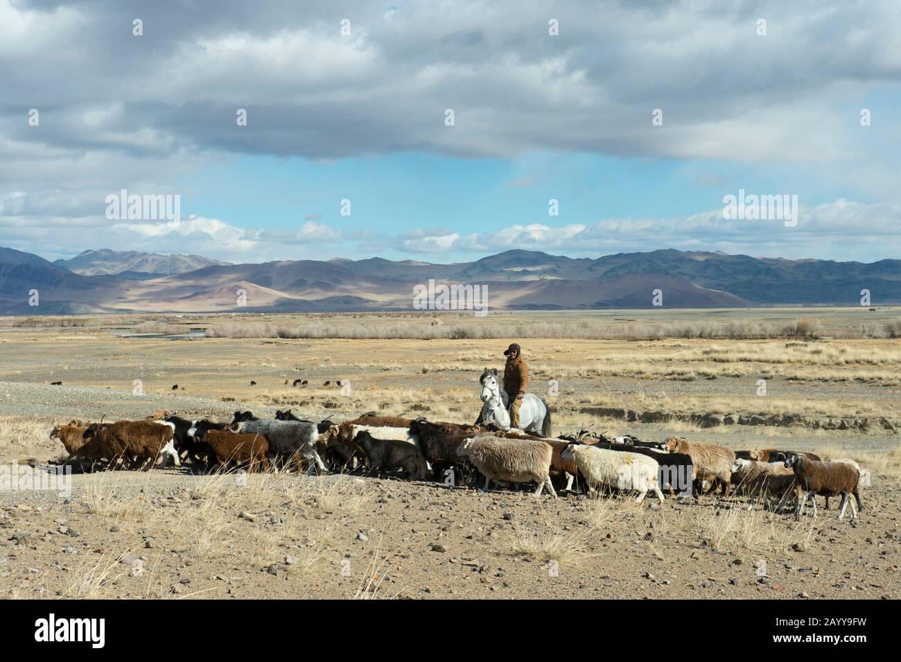 A goat herder with goats near the Sagsai River in the Sagsai Valley in ...