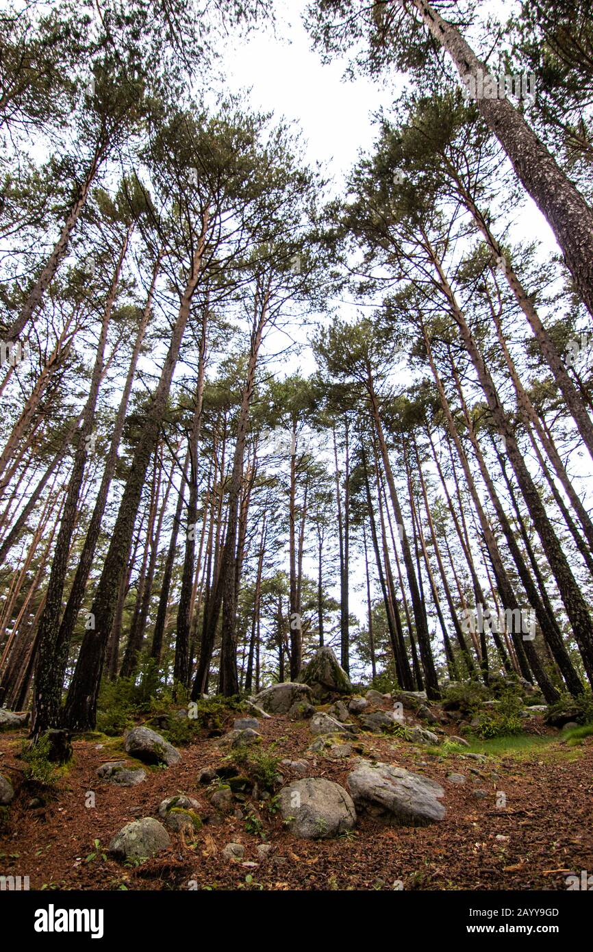 Pine trees forest, in the Encamp parish of Andorra, is a lake formed in ...