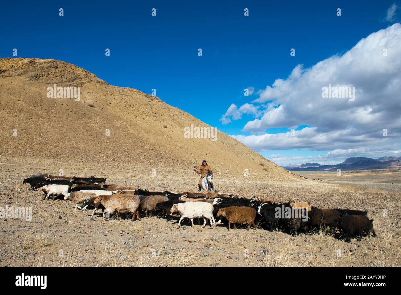A goat herder with goats near the Sagsai River in the Sagsai Valley in ...
