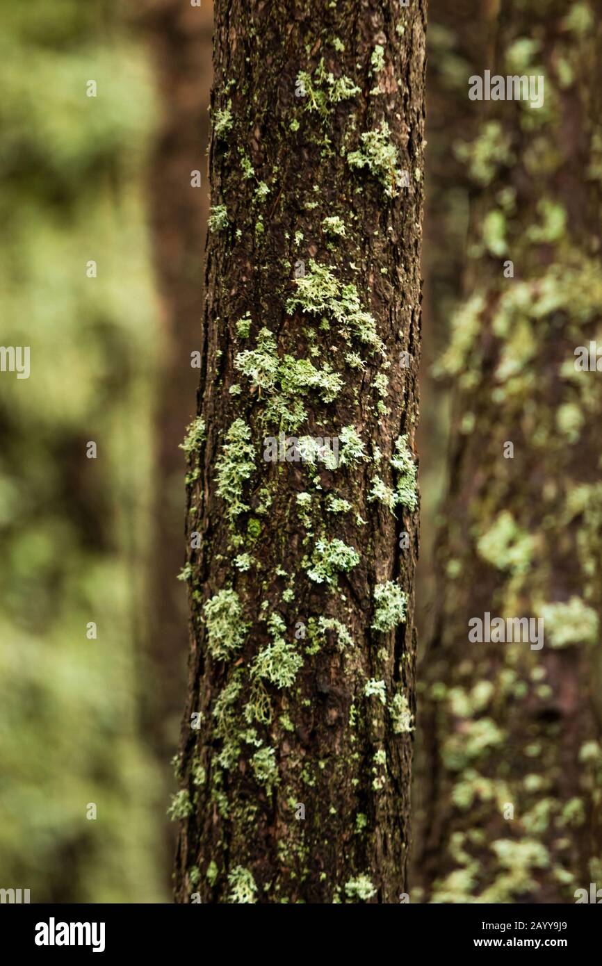 Pine trees forest, located near Lake Engolasters, in the Encamp parish ...