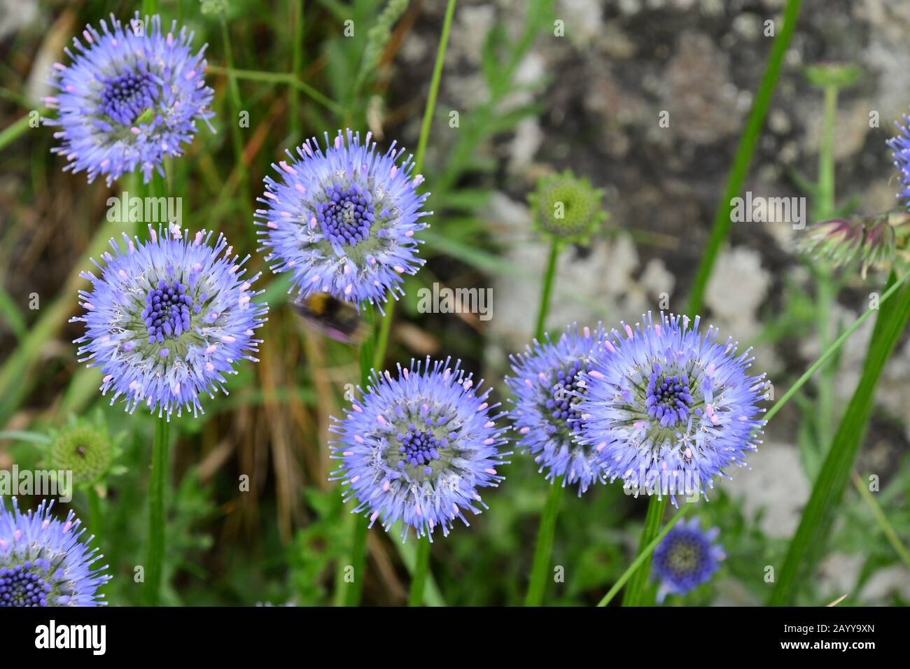 Sheeps Bit Scabious High Resolution Stock Photography and Images - Alamy
