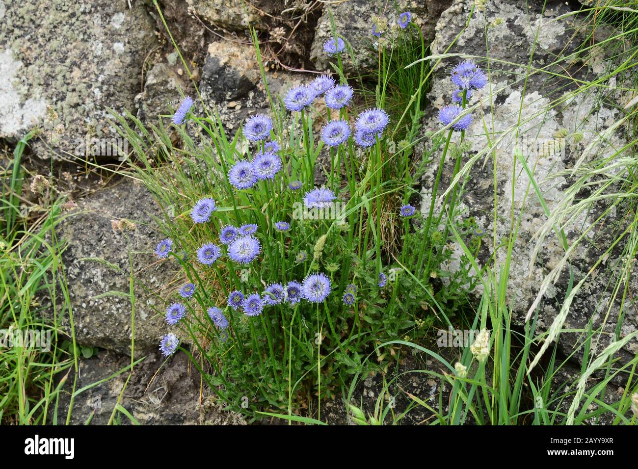 Sheep's-bit, 'Jasione montana',called Sheep's-bit scabious, heath and ...