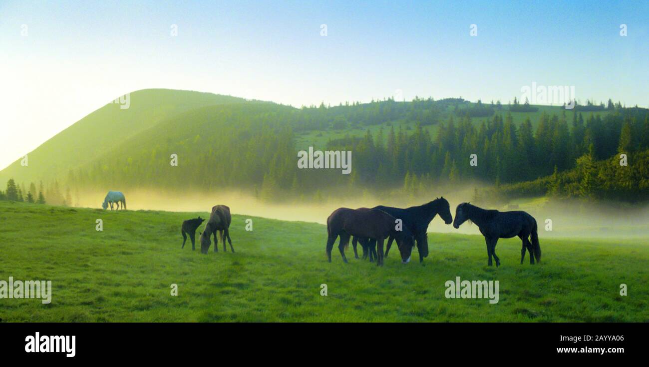 Beautiful wild horses graze in the high mountains in summer Stock Photo ...