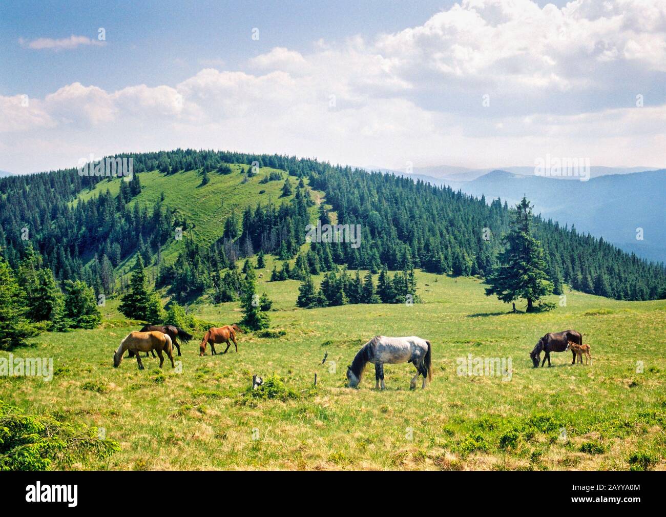 Beautiful wild horses graze in the high mountains in summer Stock Photo ...