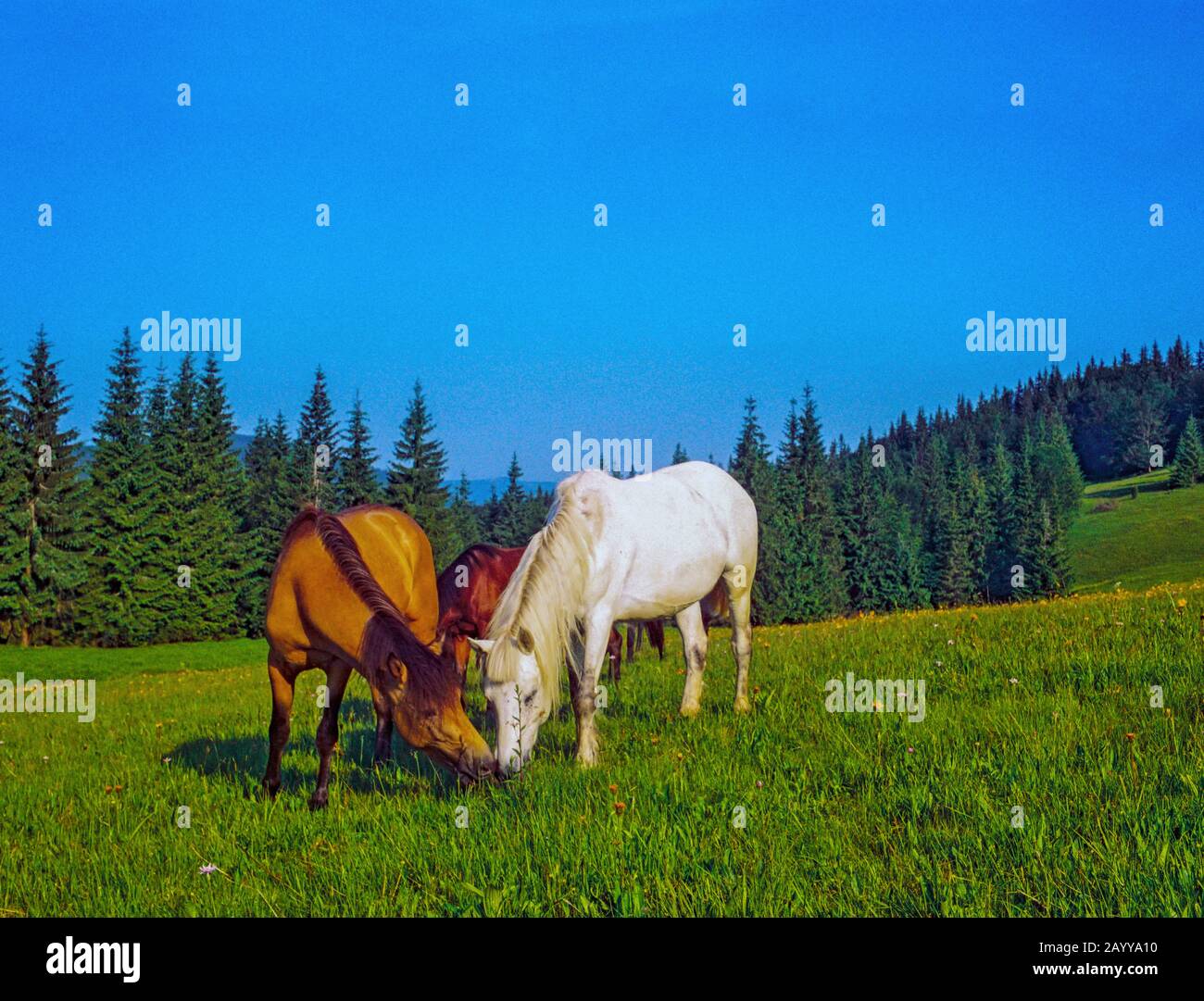 Beautiful wild horses graze in the high mountains in summer Stock Photo ...