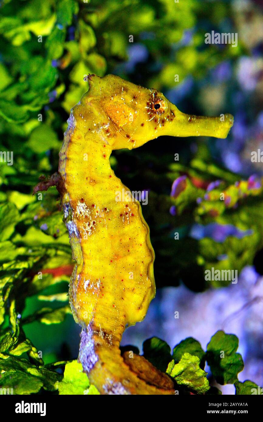 Long Snouted Seahorse High Resolution Stock Photography and Images - Alamy