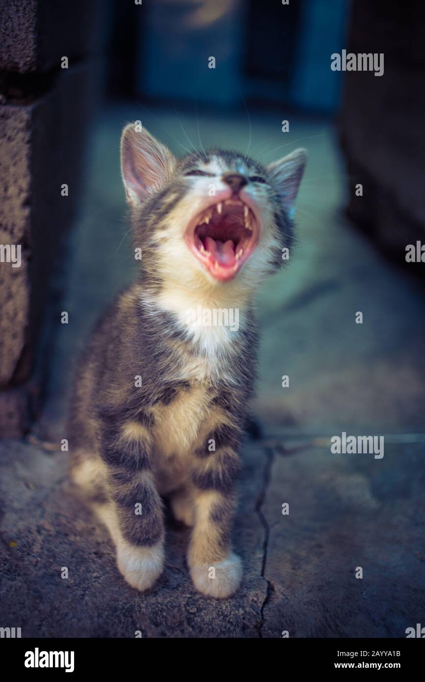 Cat yawns. Yawning widely kitten sitting on the stone floor. Meowing ...