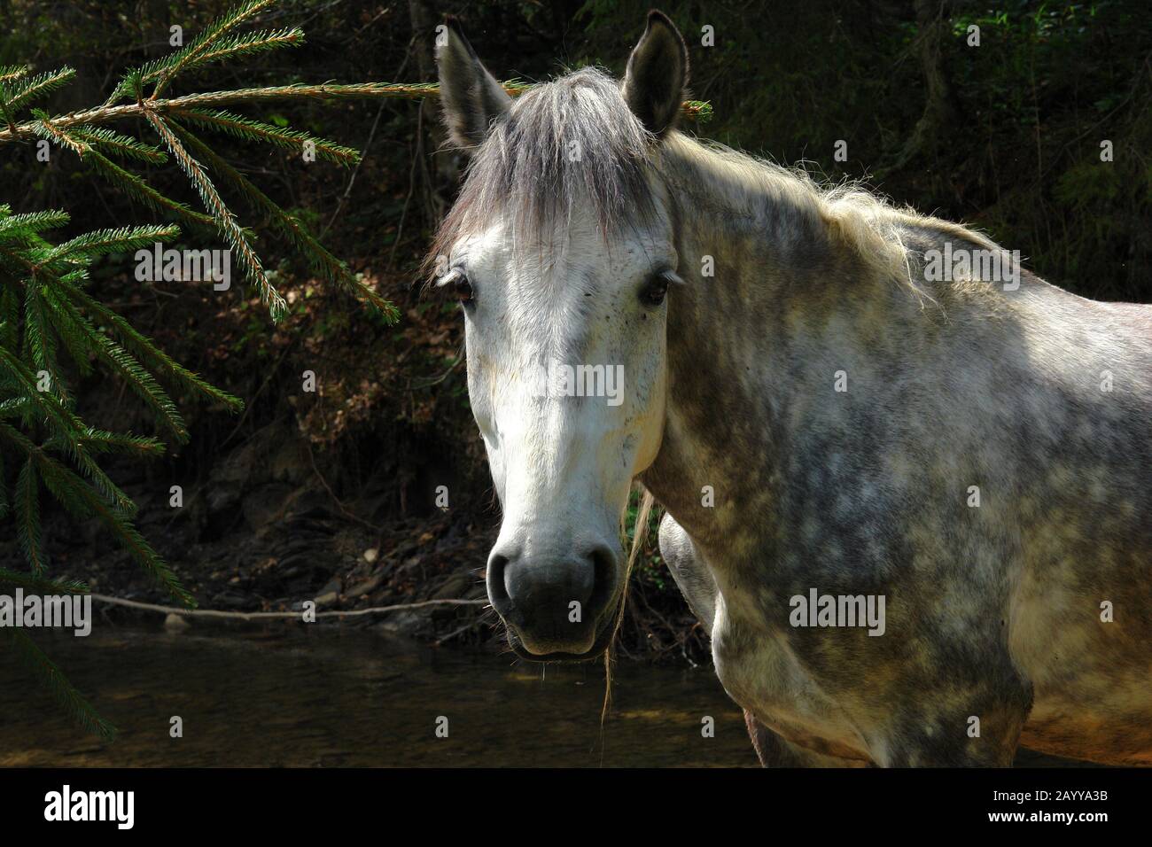 Beautiful wild horses graze in the high mountains in summer Stock Photo ...
