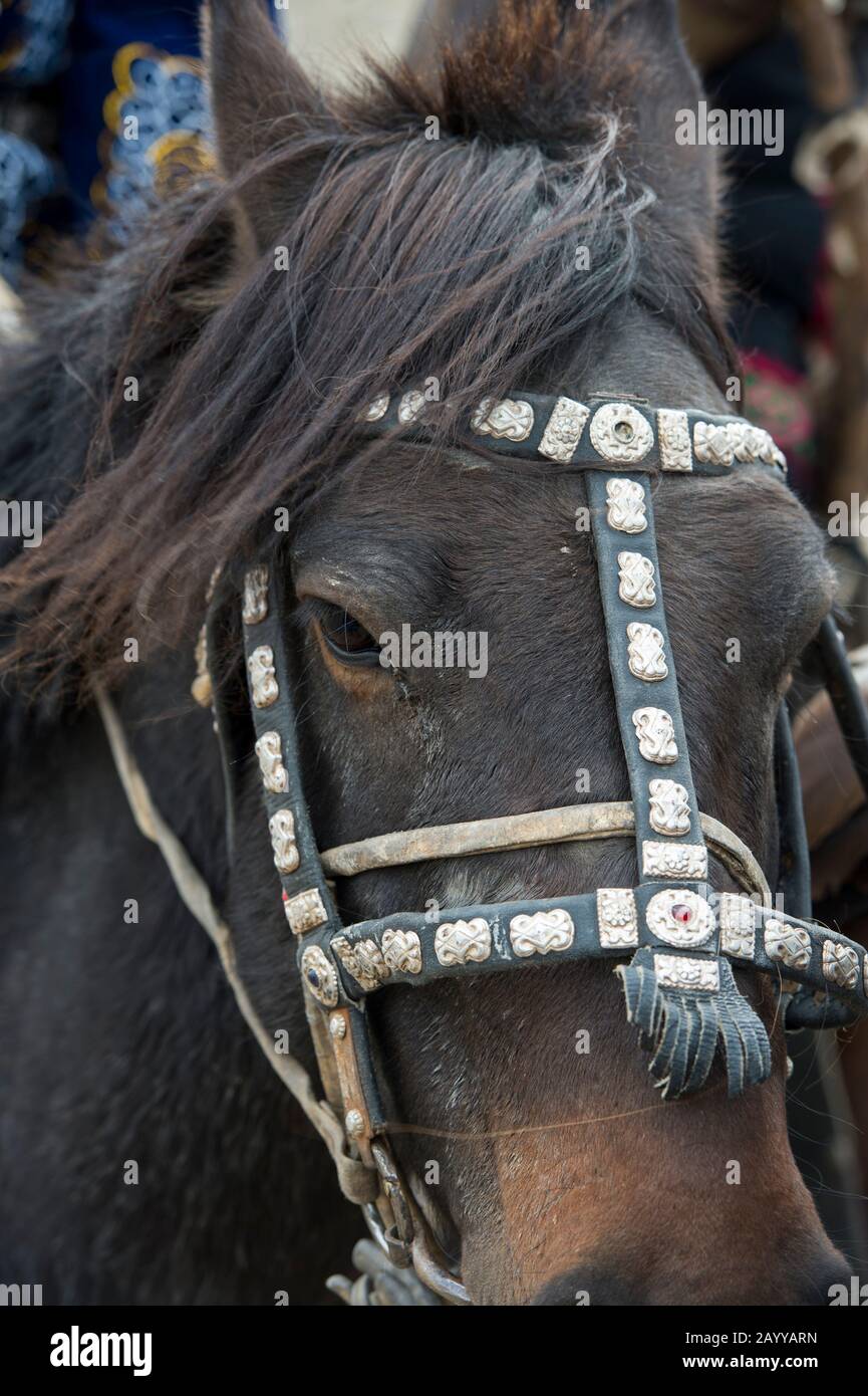 Decorated Bridle High Resolution Stock Photography and Images - Alamy