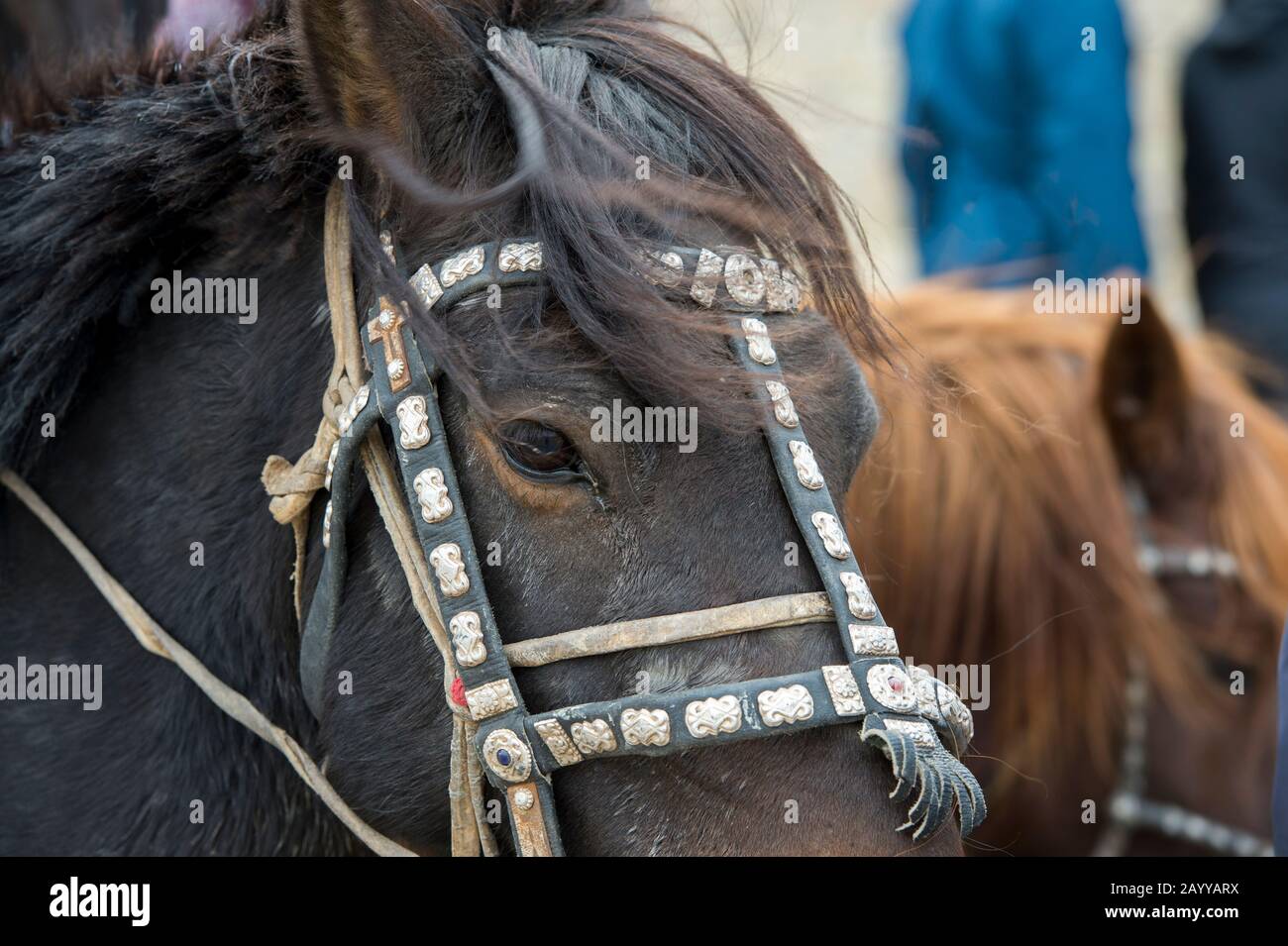 Decorated Bridle High Resolution Stock Photography and Images - Alamy