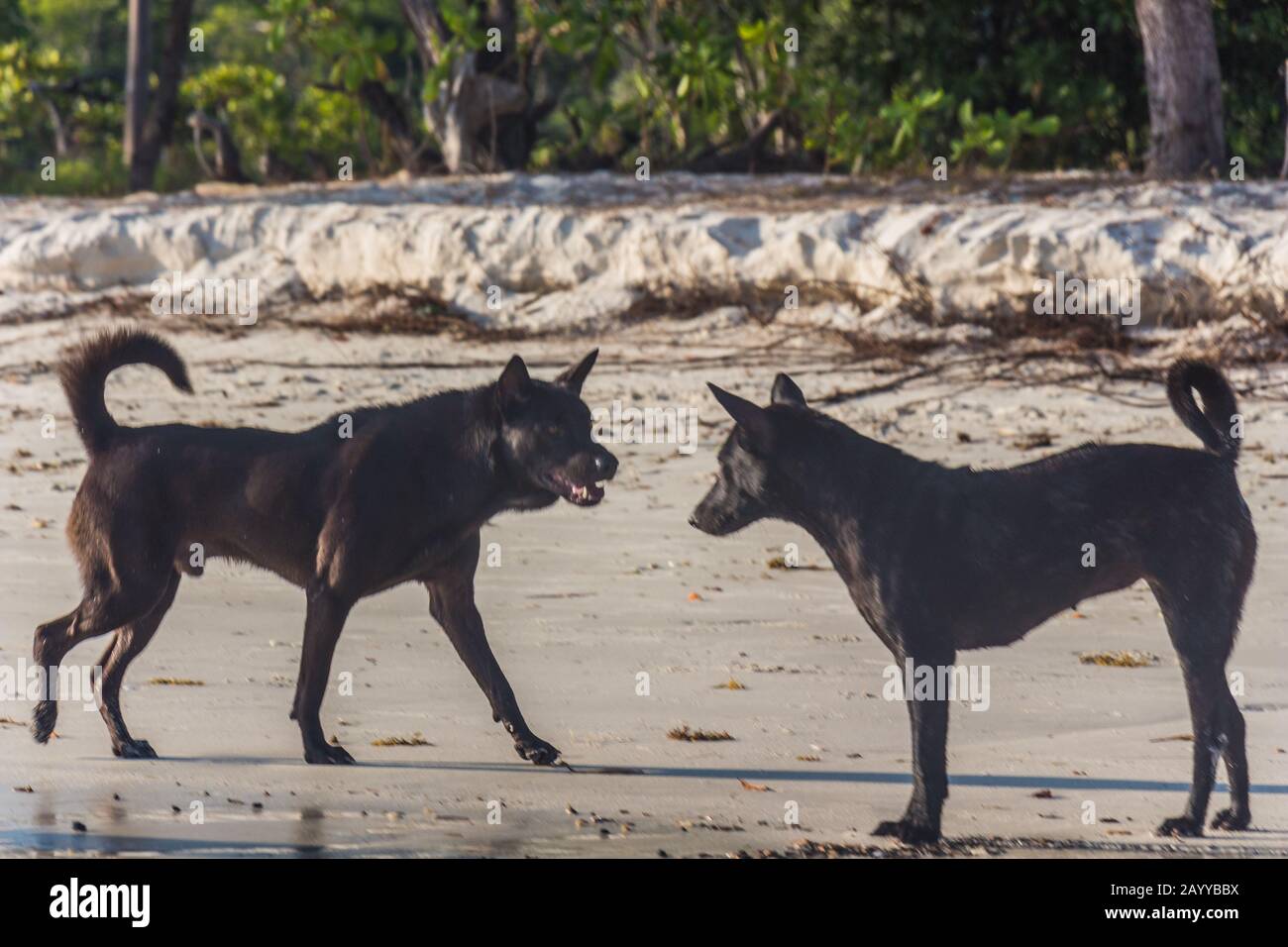 Two dogs meet at the beach Stock Photo - Alamy