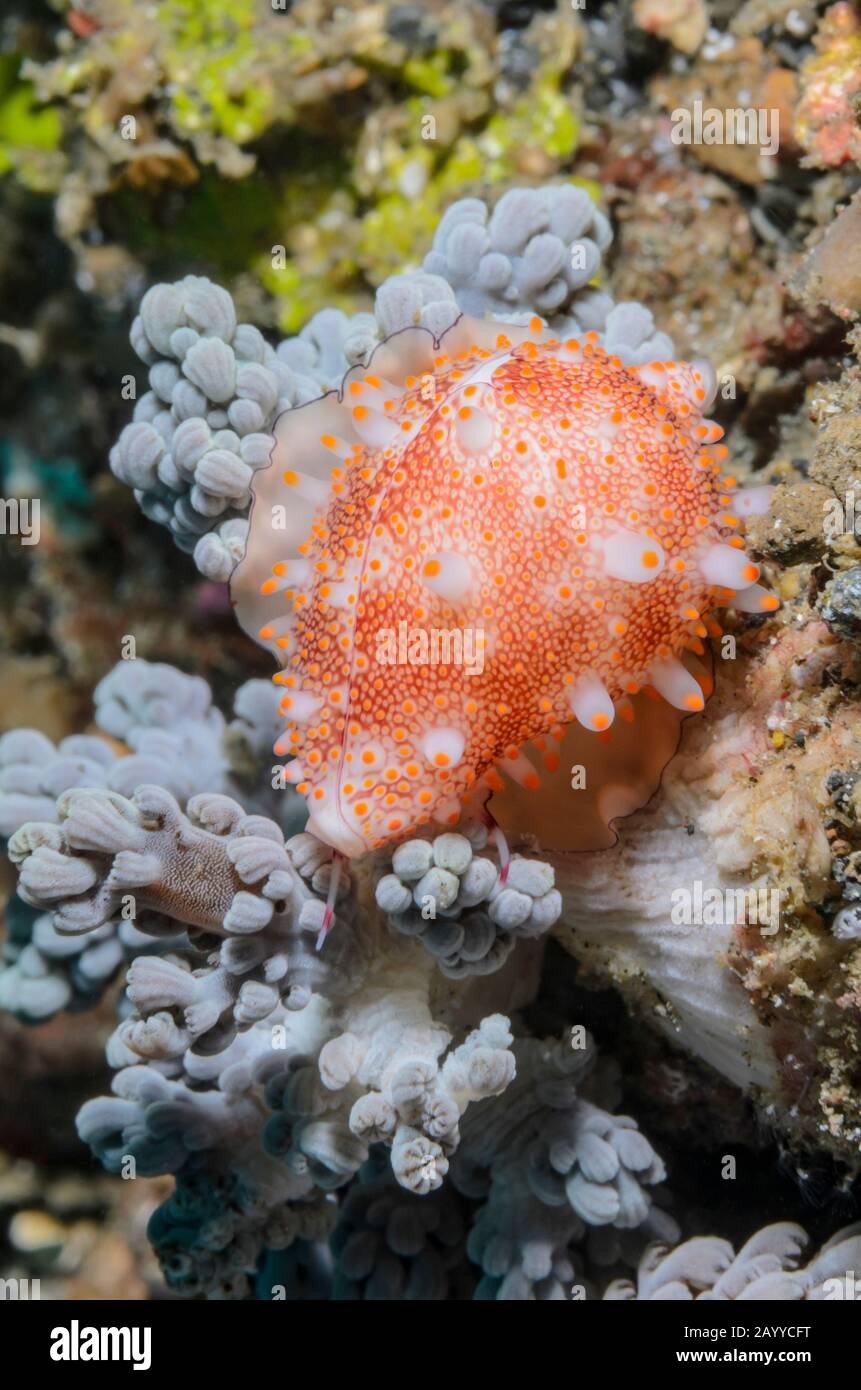 Ovula costellata hi-res stock photography and images - Alamy