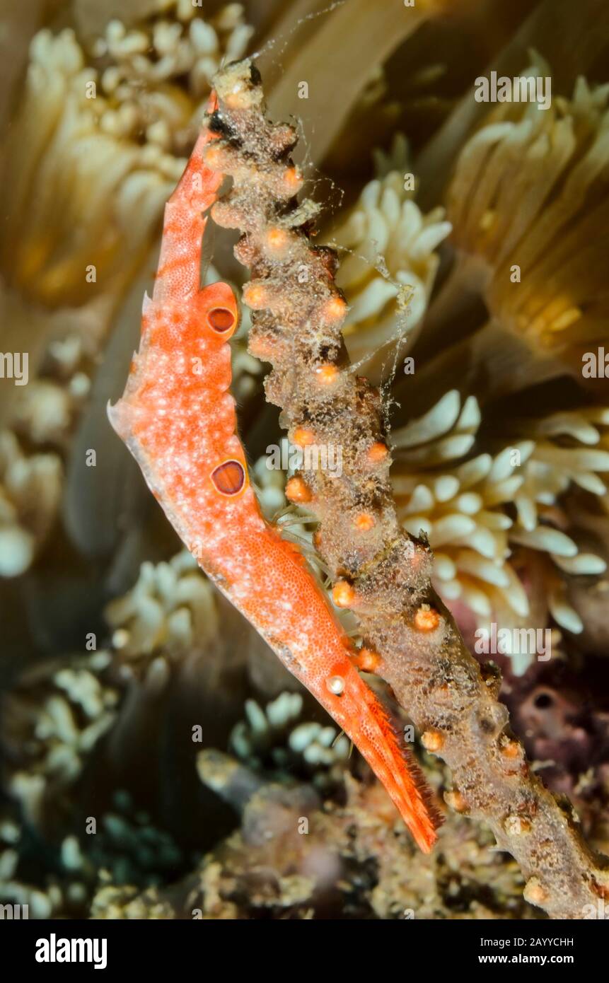 Underwater crustacean hi-res stock photography and images - Alamy