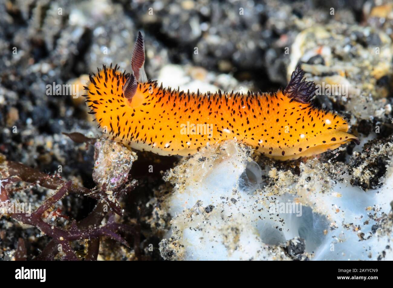 Jorunna parva hi-res stock photography and images - Alamy