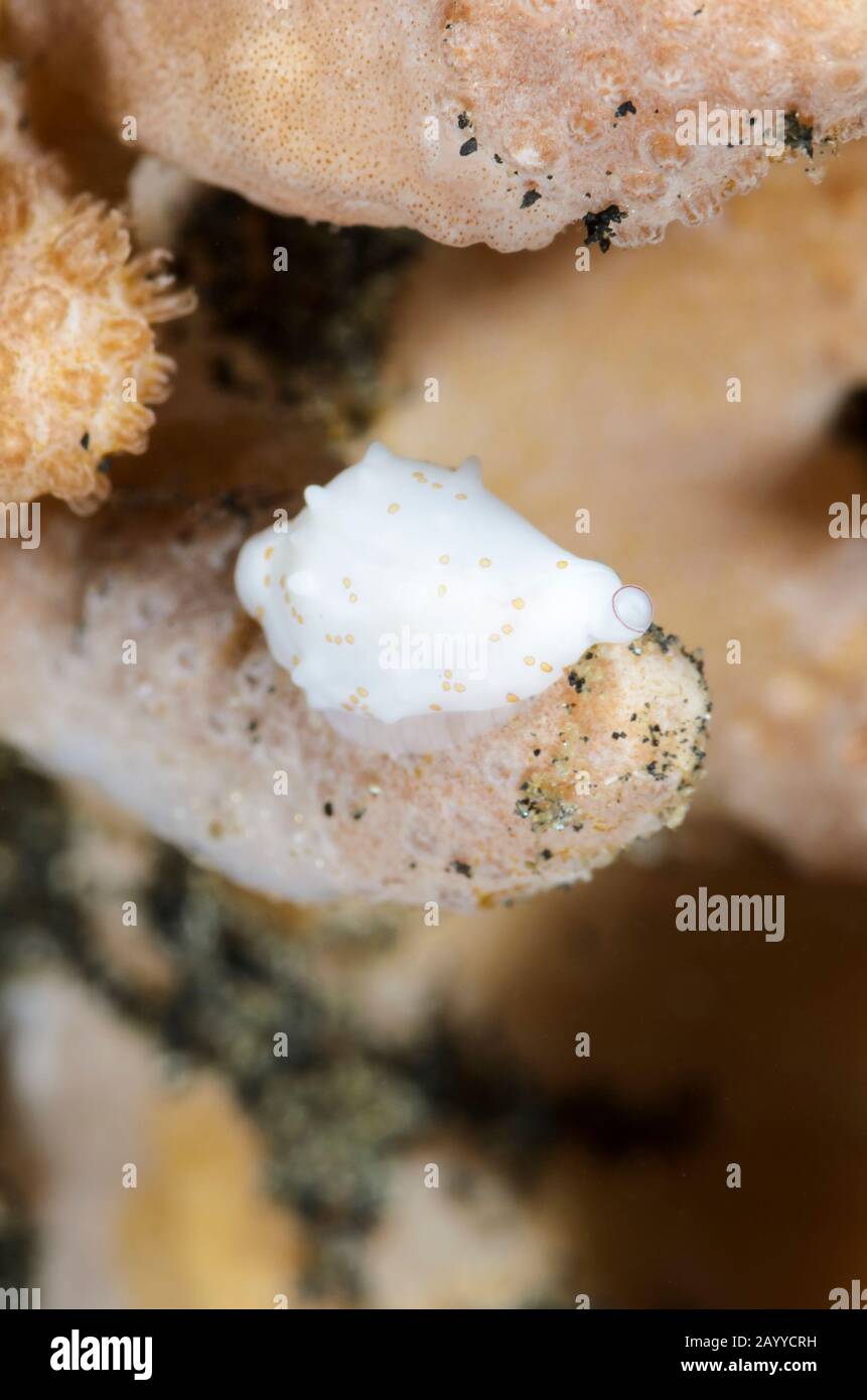 Egg cowrie, Diminovula concinna, Lembeh Strait, North Sulawesi ...