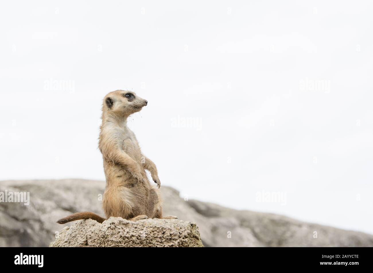 Suricatta species hi-res stock photography and images - Alamy