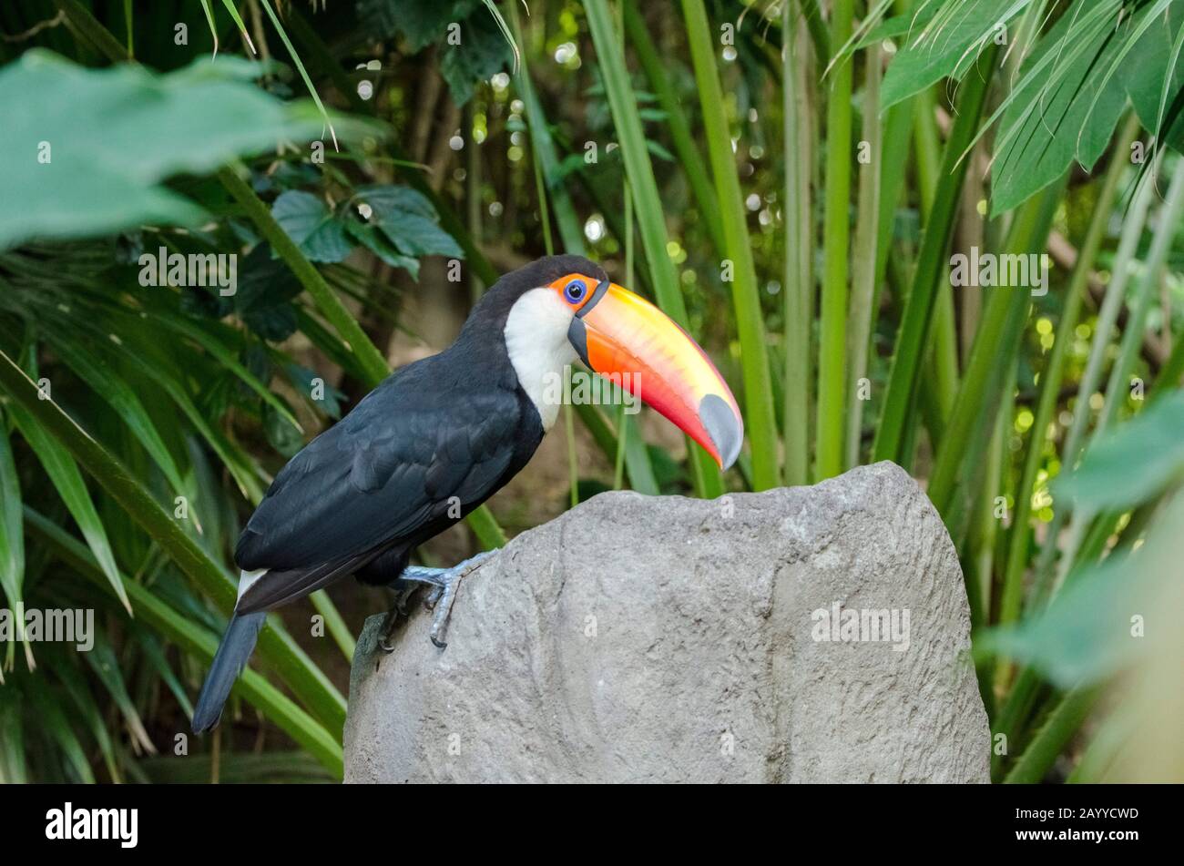 Side view of a toco toucan, Ramphastos toco, perched on an artificial ...