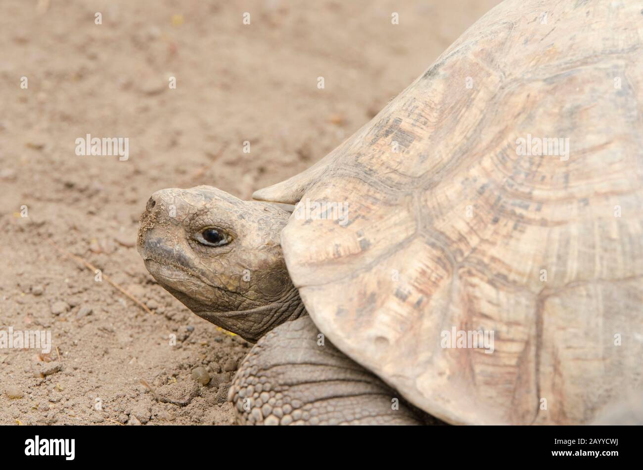 Mature specimen of leopard tortoise, Stigmochelys pardalis, in ...