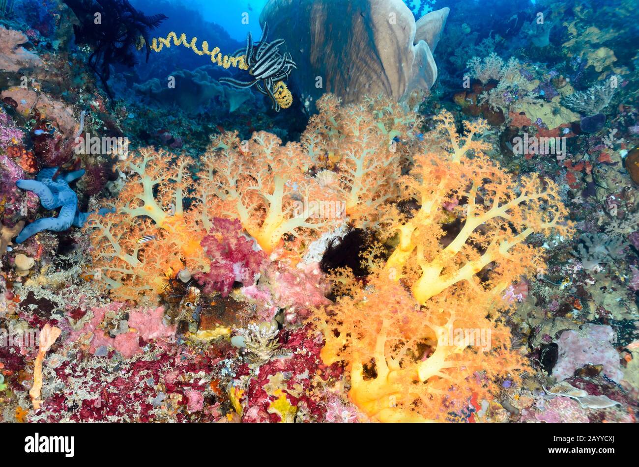 Tree corals, Scleronephthya gracillimum, Lembeh Strait, North Sulawesi ...