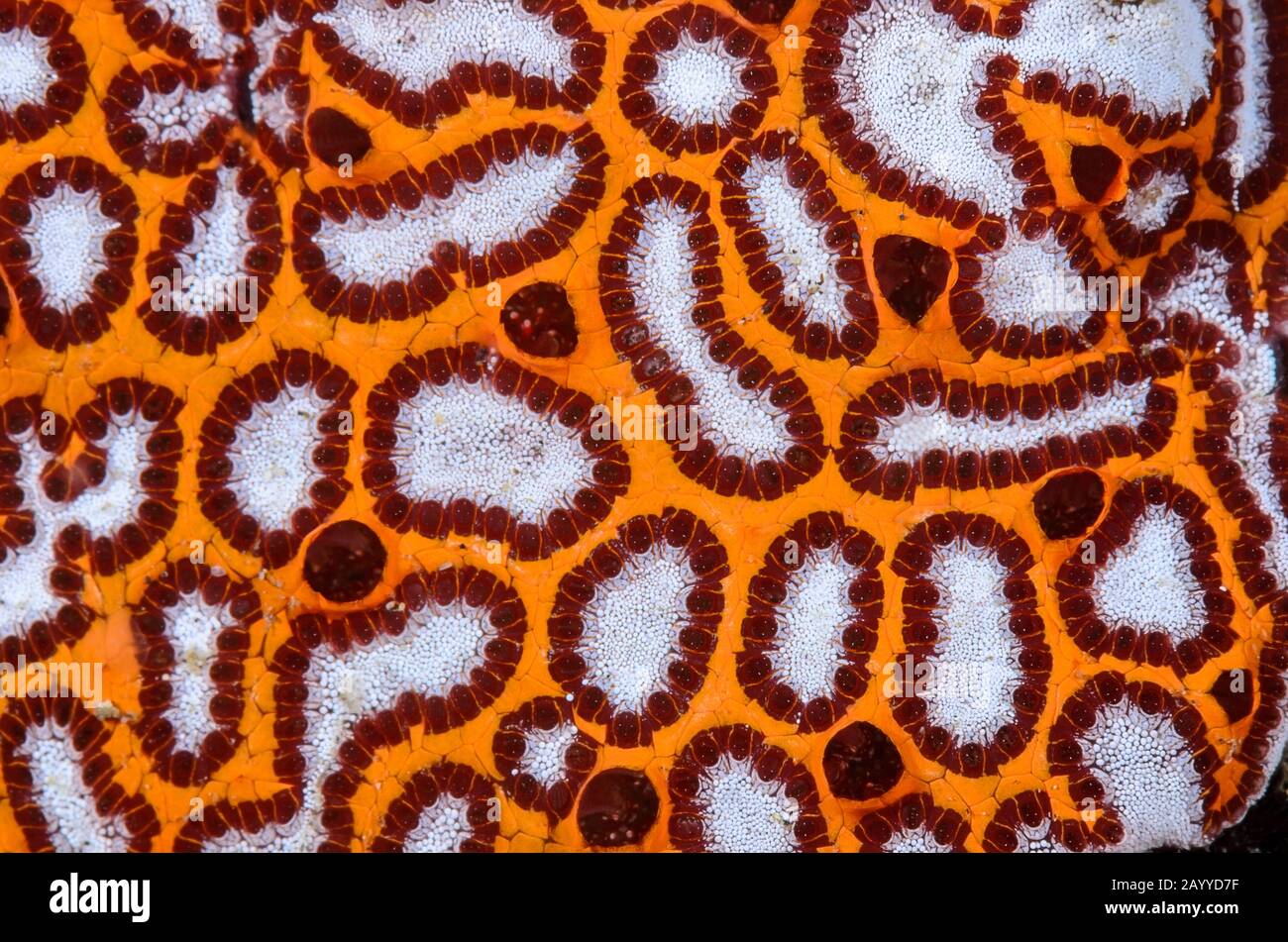 Botrylloides sp hi-res stock photography and images - Alamy