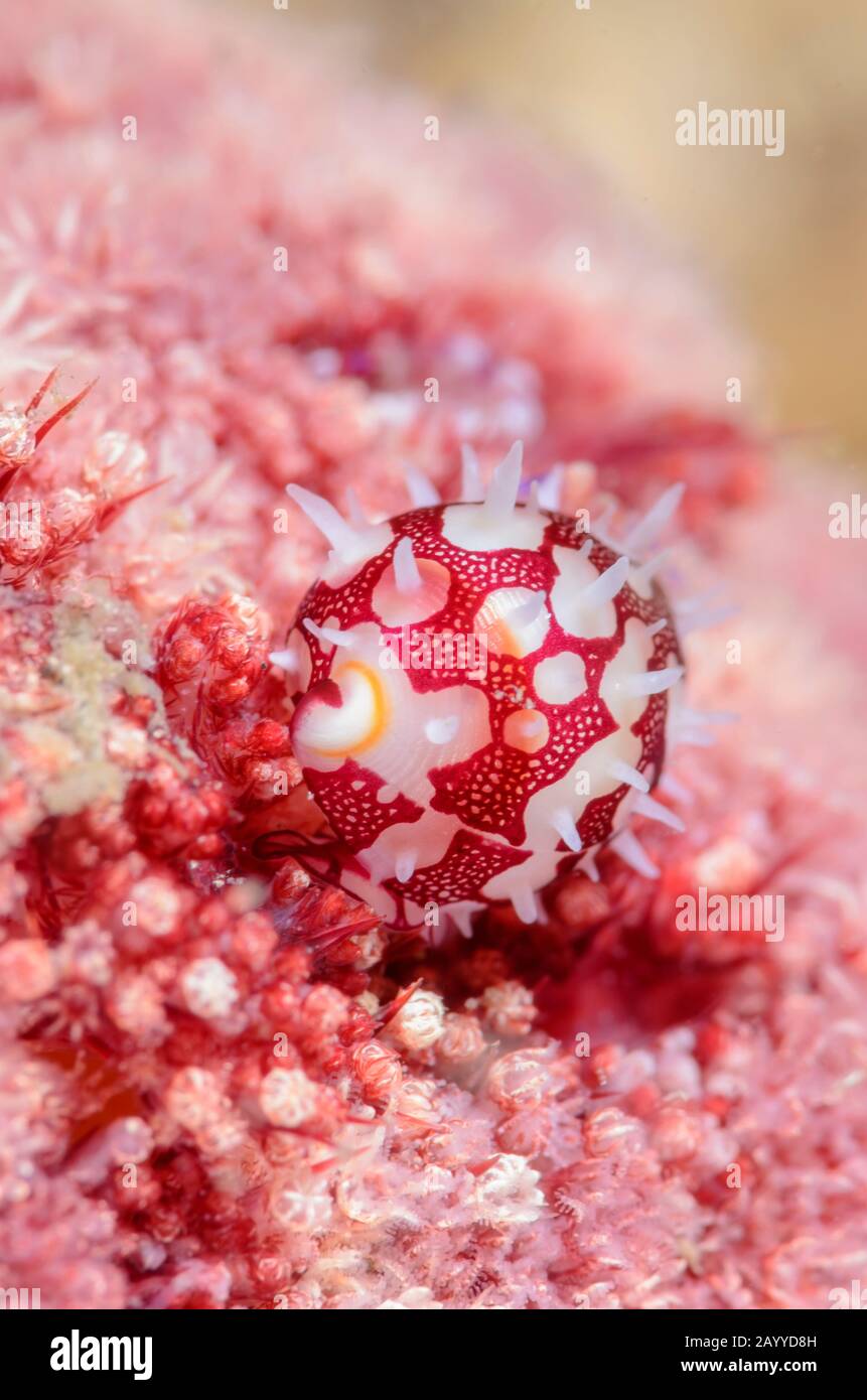 Ridged Pearl-ovulid, Diminovula culmen, Lembeh Strait, North Sulawesi ...