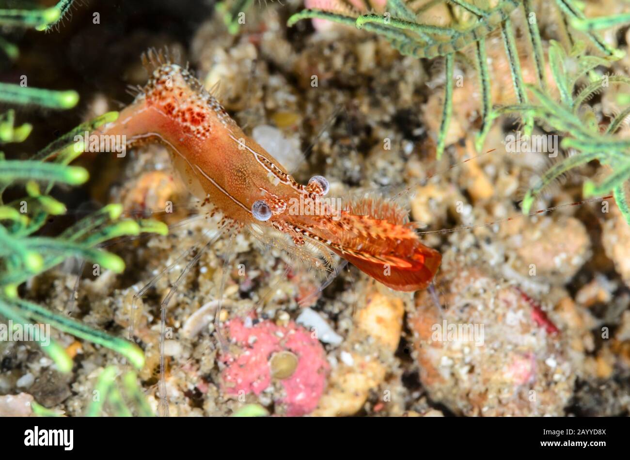 Donald duck shrimp, Leander plumosus, Lembeh Strait, North Sulawesi ...