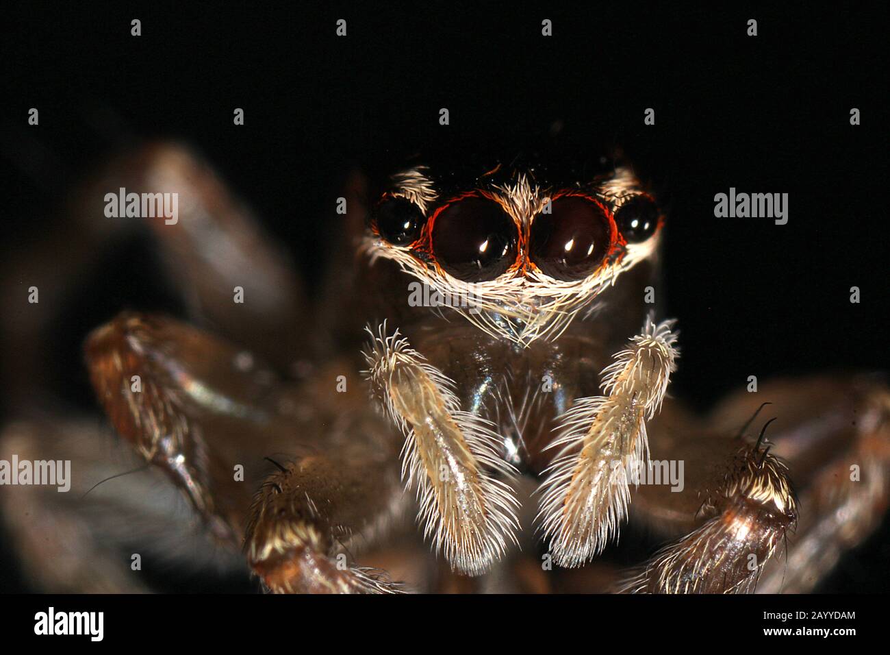 Hairy palps hi-res stock photography and images - Alamy
