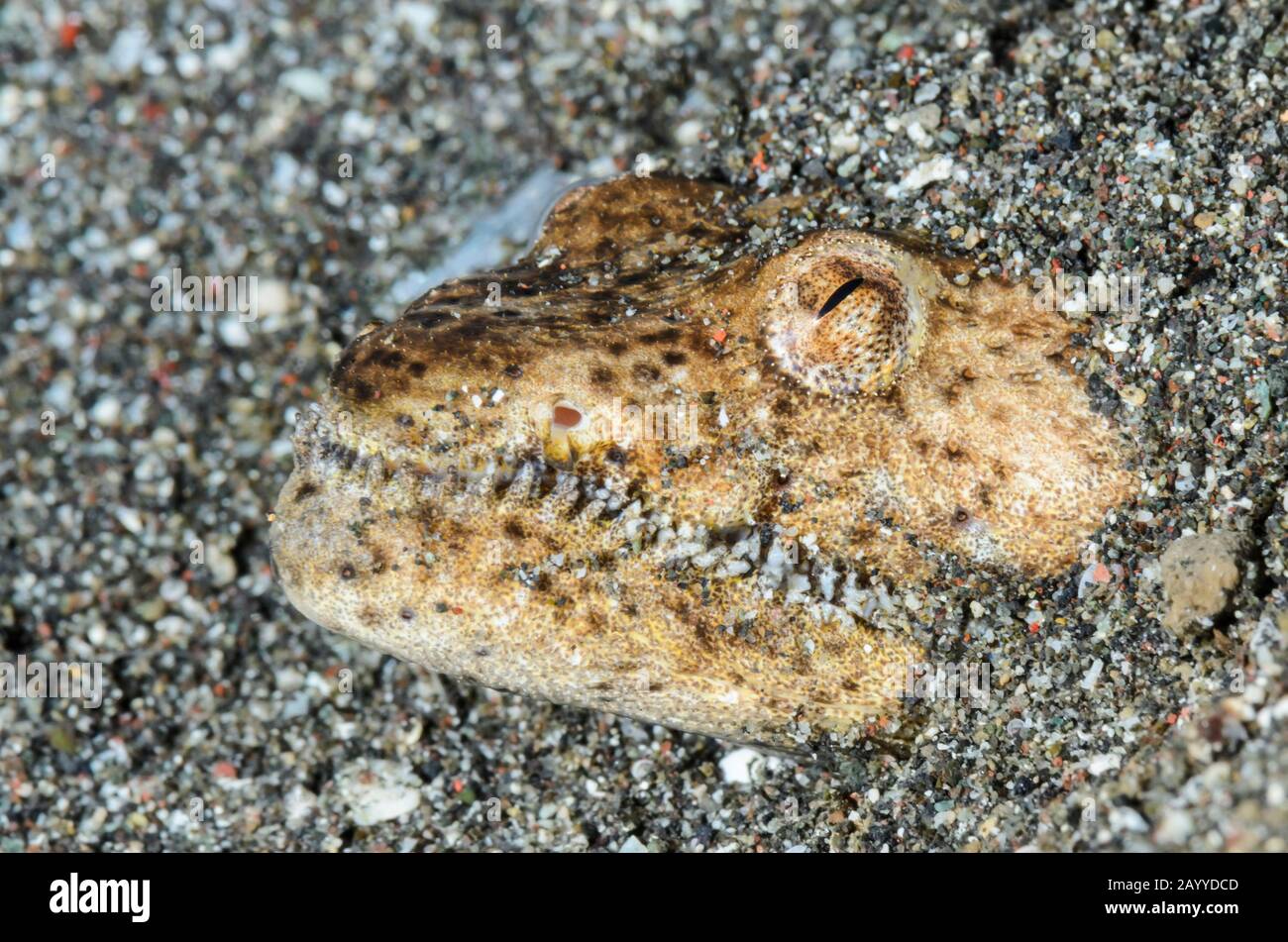 Stargazer snake eel, Brachysomophis cirrocheilos, Lembeh Strait, North ...