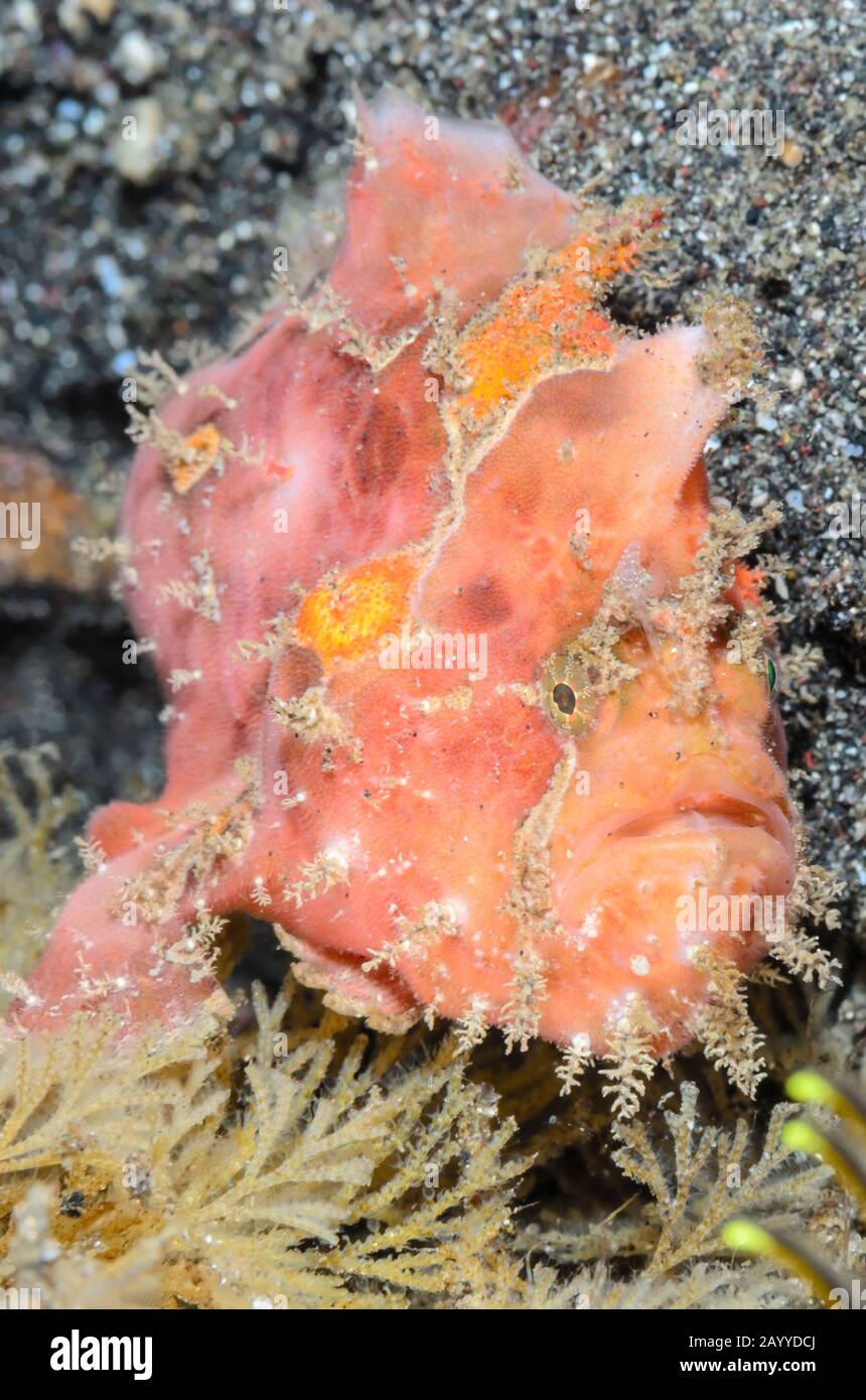 Abantennarius nummifer hi-res stock photography and images - Alamy