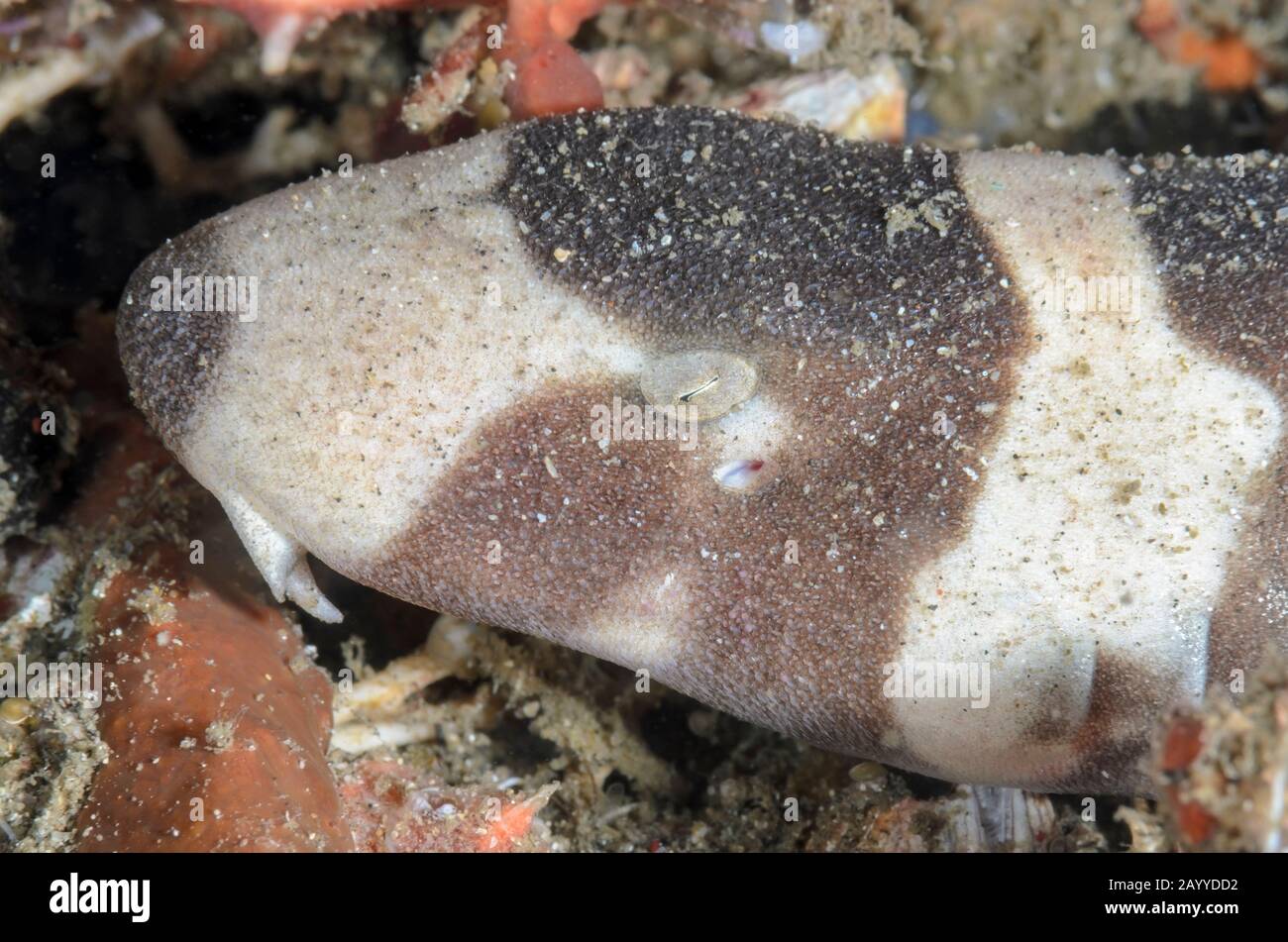 Brown banded shark hi-res stock photography and images - Alamy