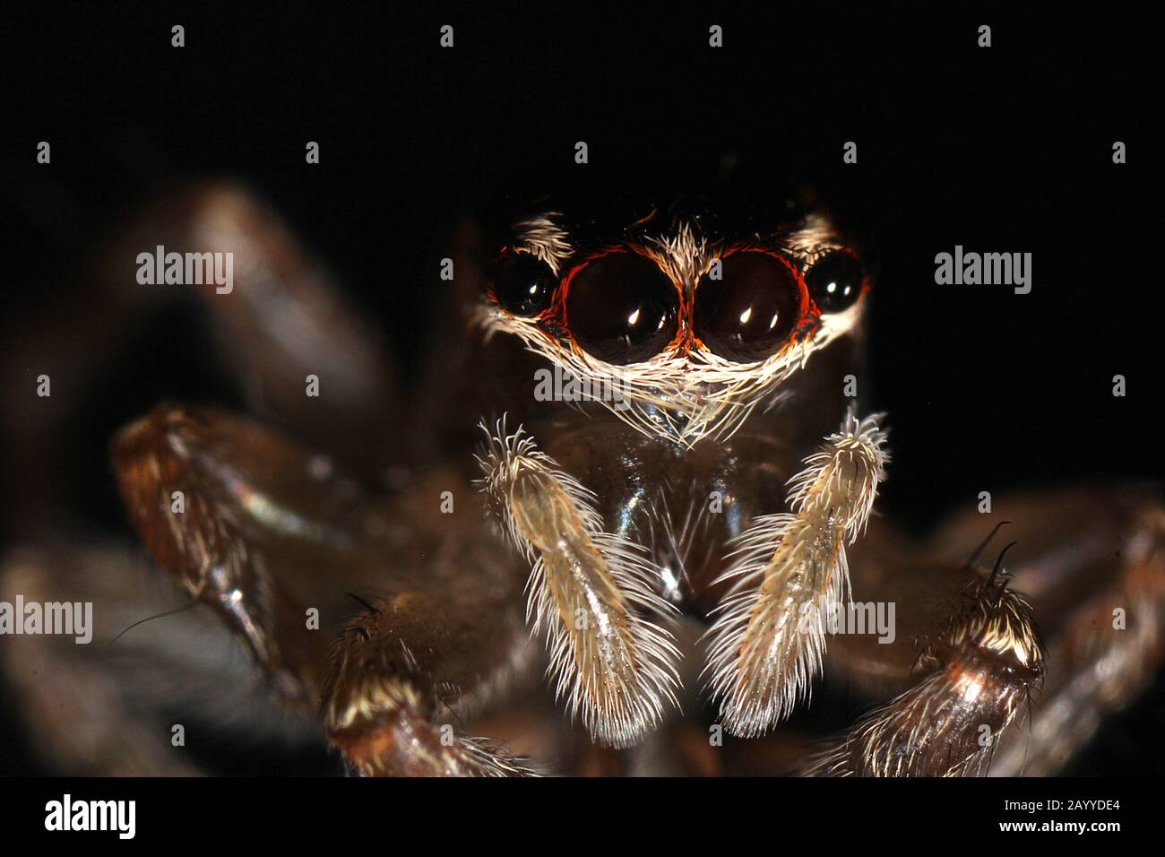 Jumping spider (Salticidae Stock Photo - Alamy