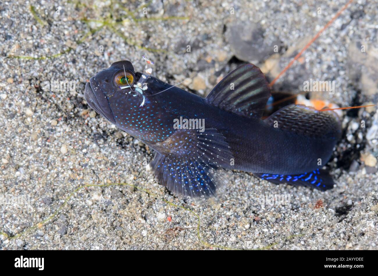 Barred shrimpgoby, Cryptocentrus fasciatus, with commensal shrimp ...