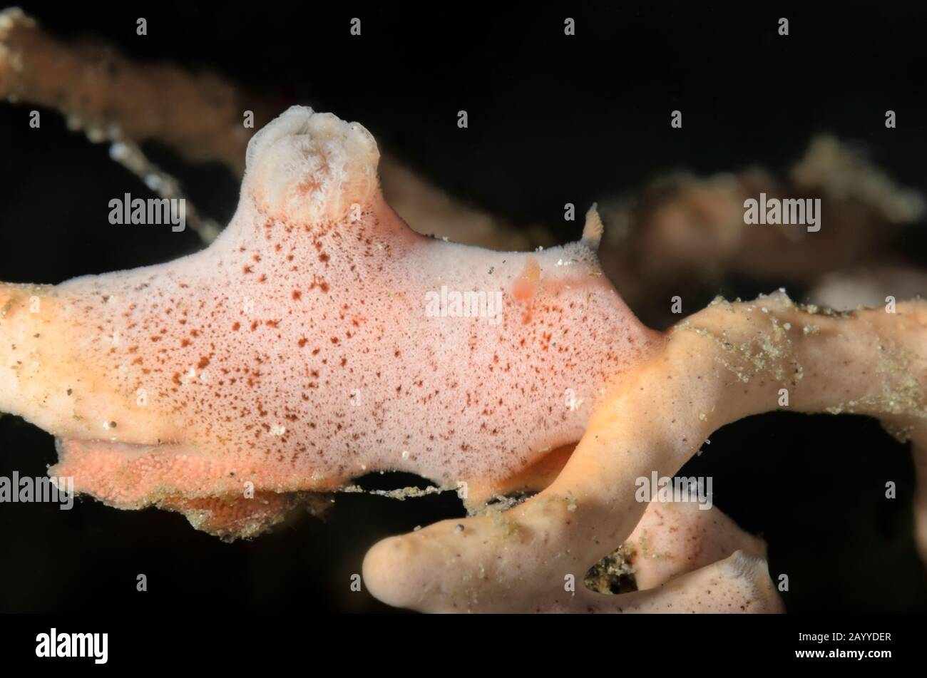 sea slug or nudibranch, Jorunna cf. hervei, with eggs, has evolved to ...