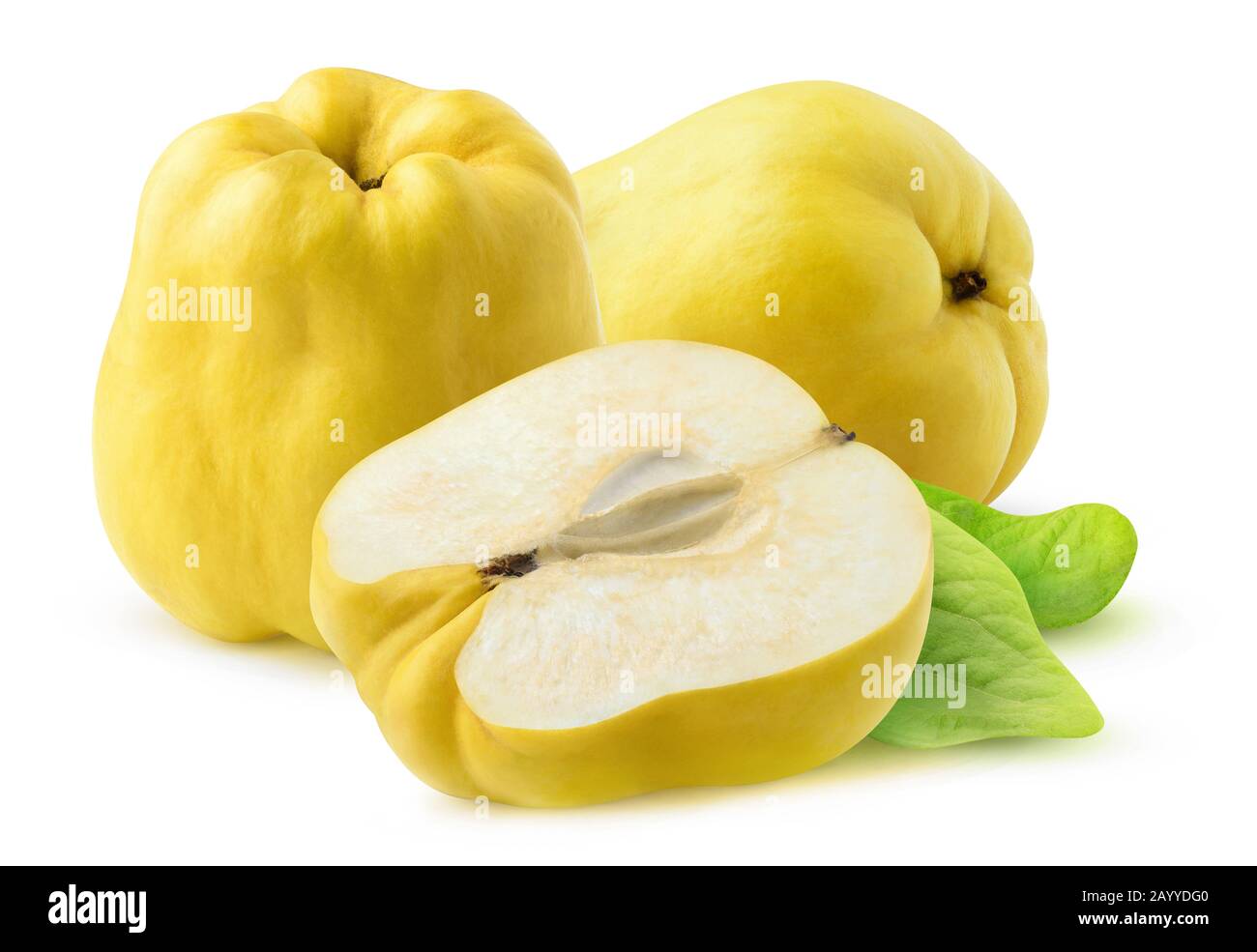 Isolated quinces. Two whole quince fruits and a half isolated on white ...