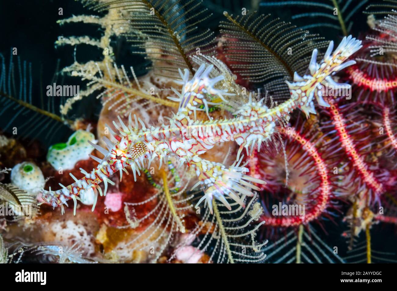 Ornate or Harlequin ghost pipefish, Solenostomus paradoxus, Lembeh ...