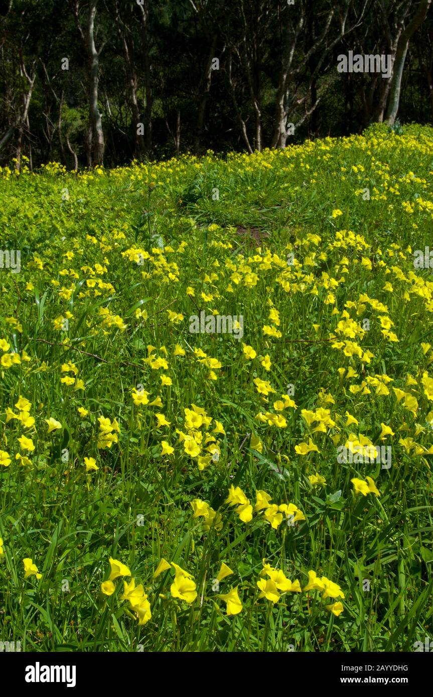 Oxalis flowers growing in a forest meadow on Graciosa Island in the ...