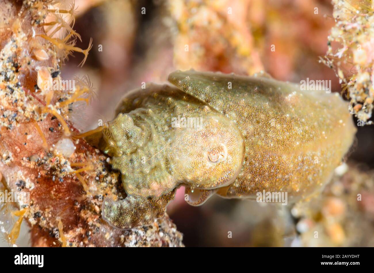 juvenile Dwarf cuttlefish, Ascarosepion bandense, Lembeh Strait, North ...