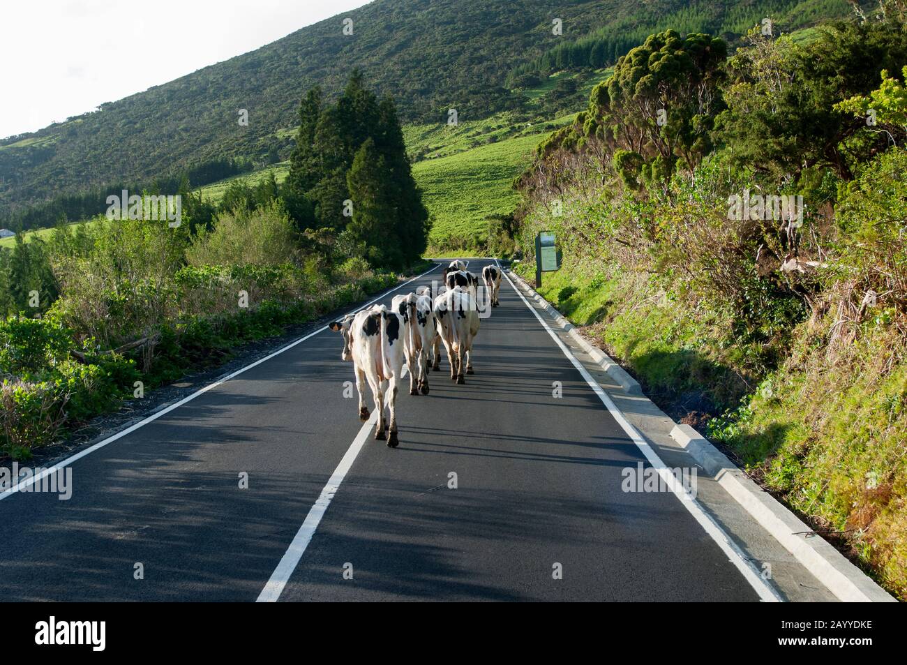 Cows walking on a road on Pico Island in the Azores, Portugal Stock ...