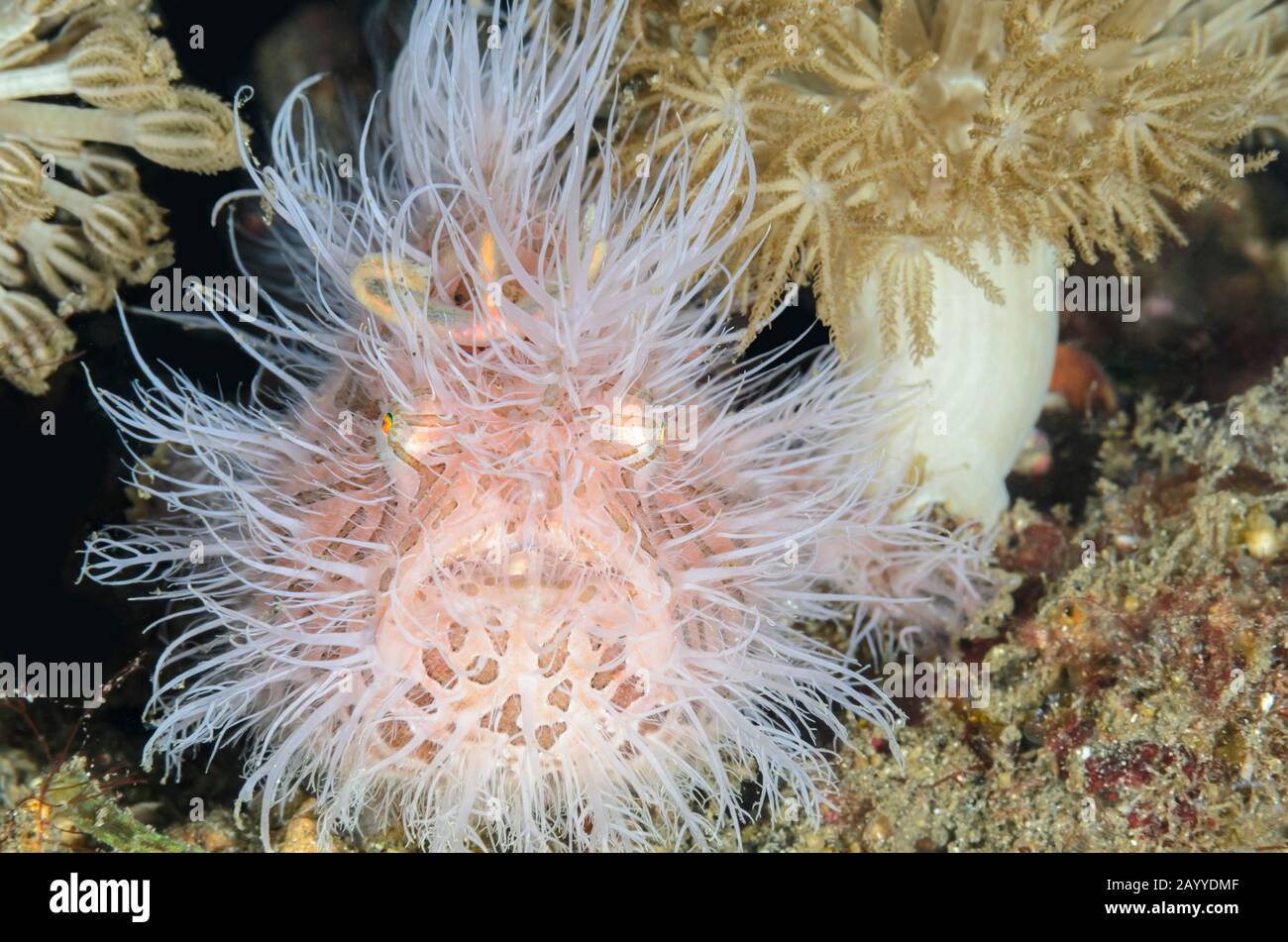 Striped anglerfish hi-res stock photography and images - Alamy
