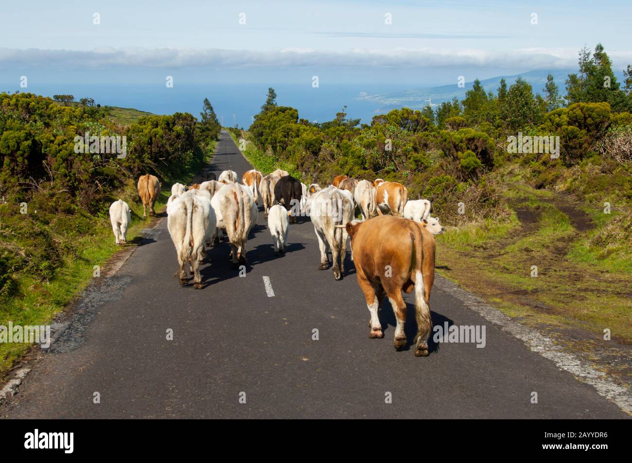 Cows walking on a road on Pico Island in the Azores, Portugal Stock ...